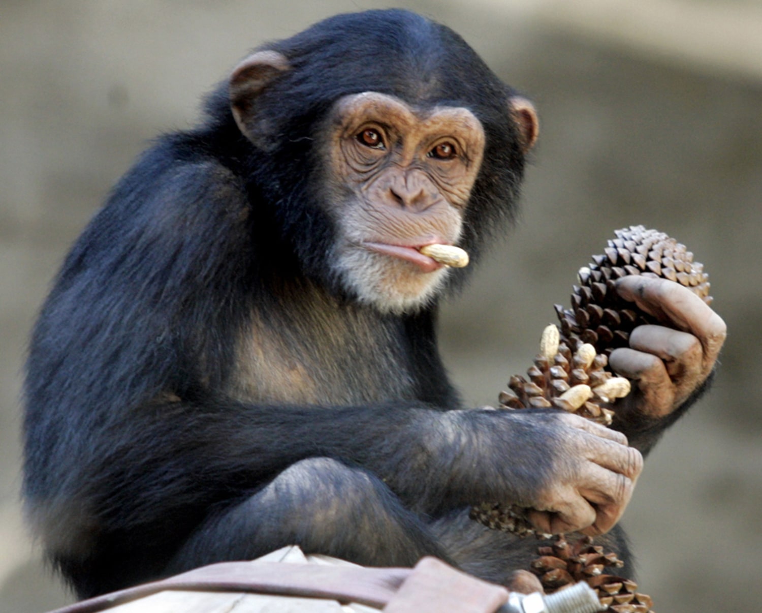 can monkeys interbreed