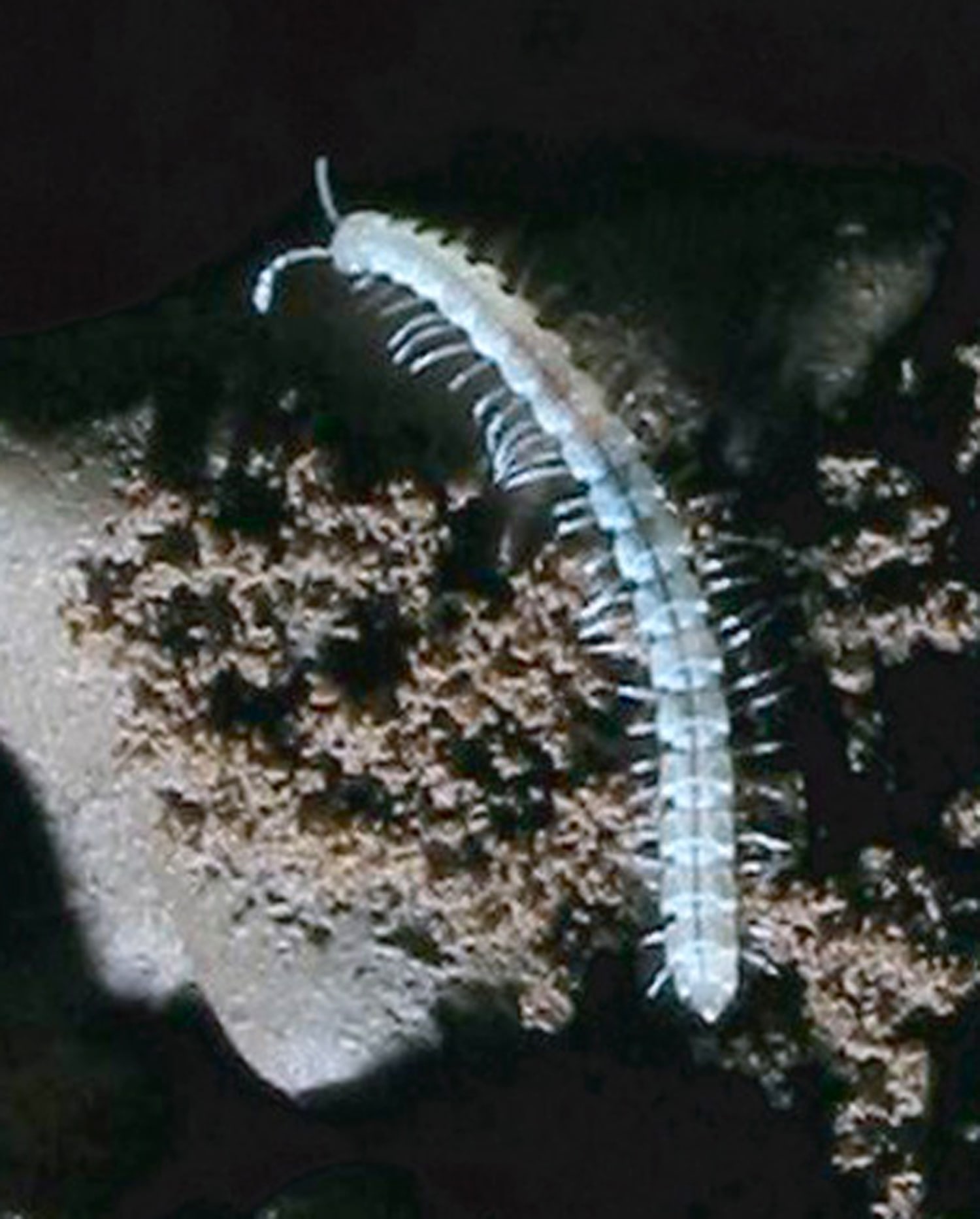 white legged millipede