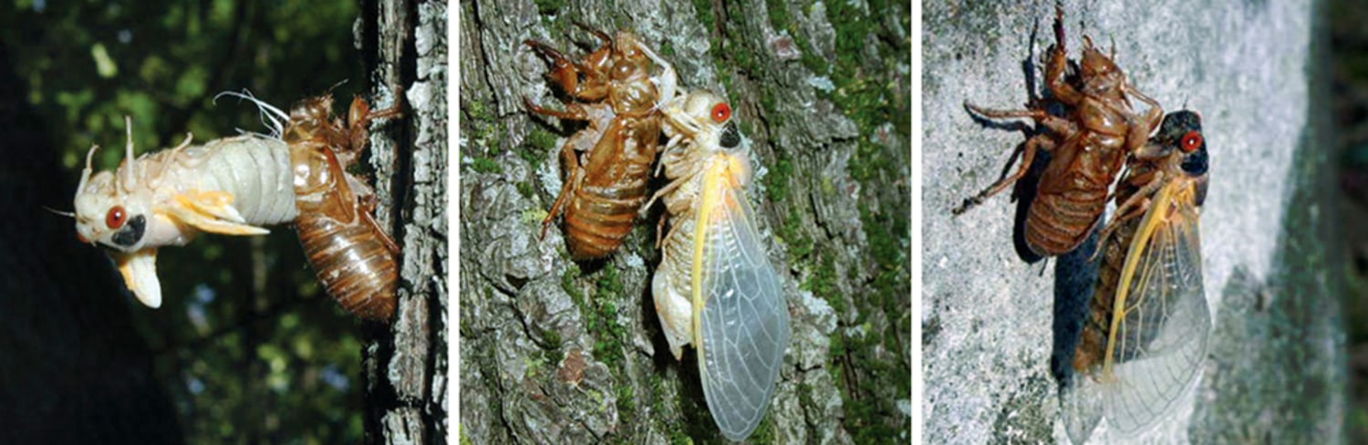 cicada nymph bite