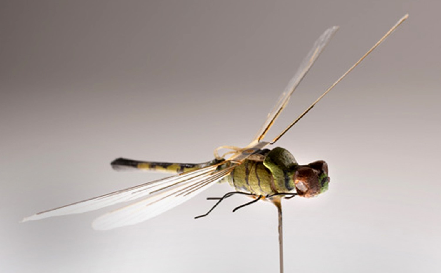 invisible fly profethia