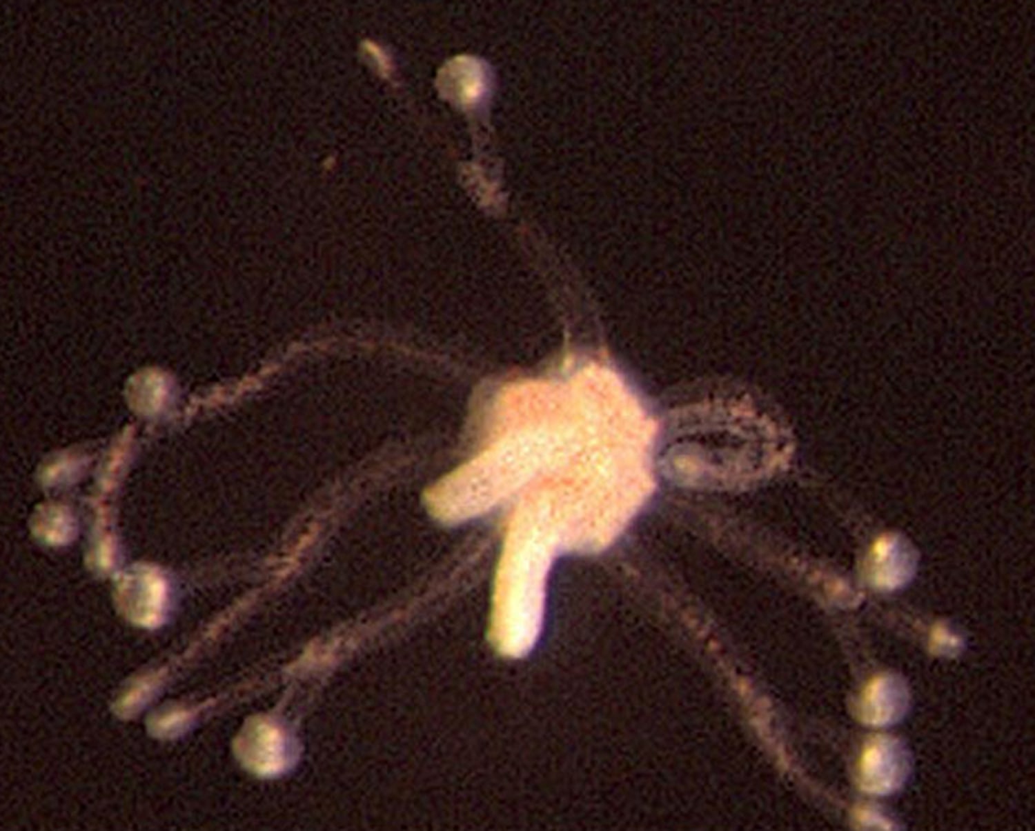 jellyfish genetic engineering