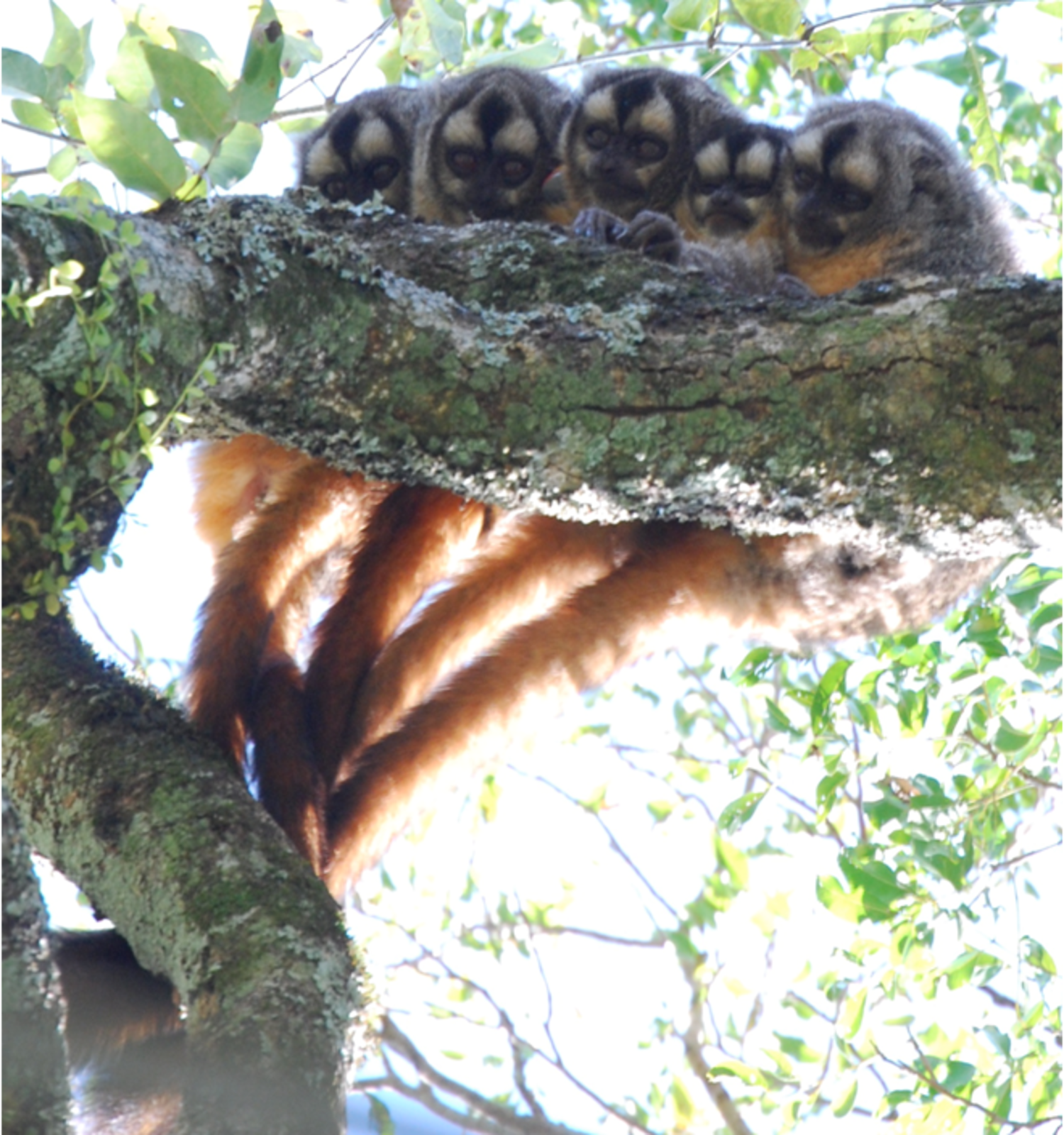 lizard baboon wise owl