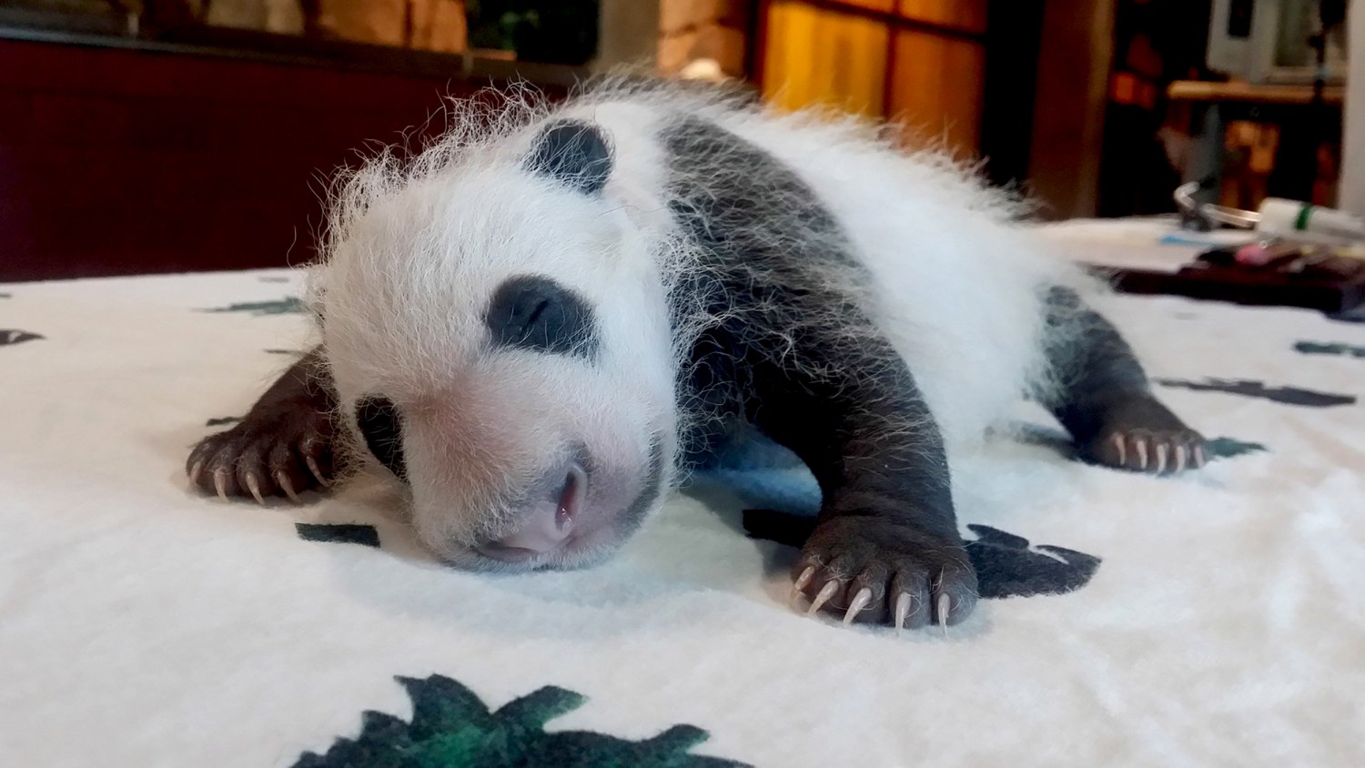 Fat Baby Panda WTF Fun Fact 13086 Newborn Panda Size