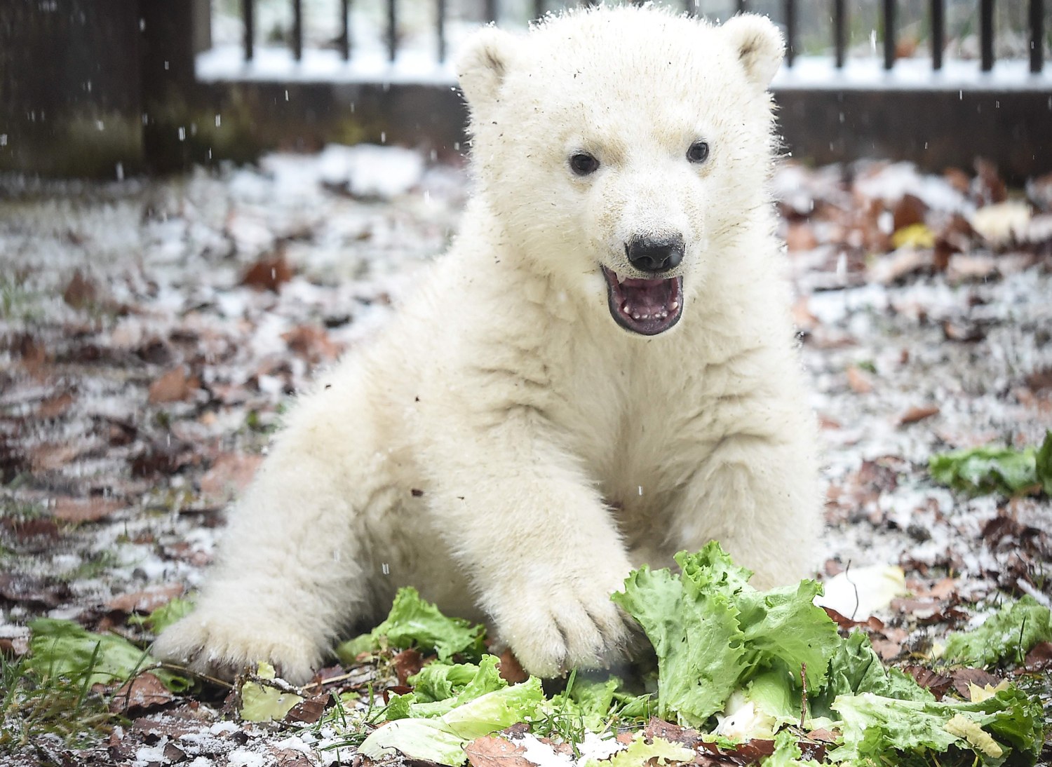 Smiling Baby Animals Children's Room Pictures Happy Africa Safari