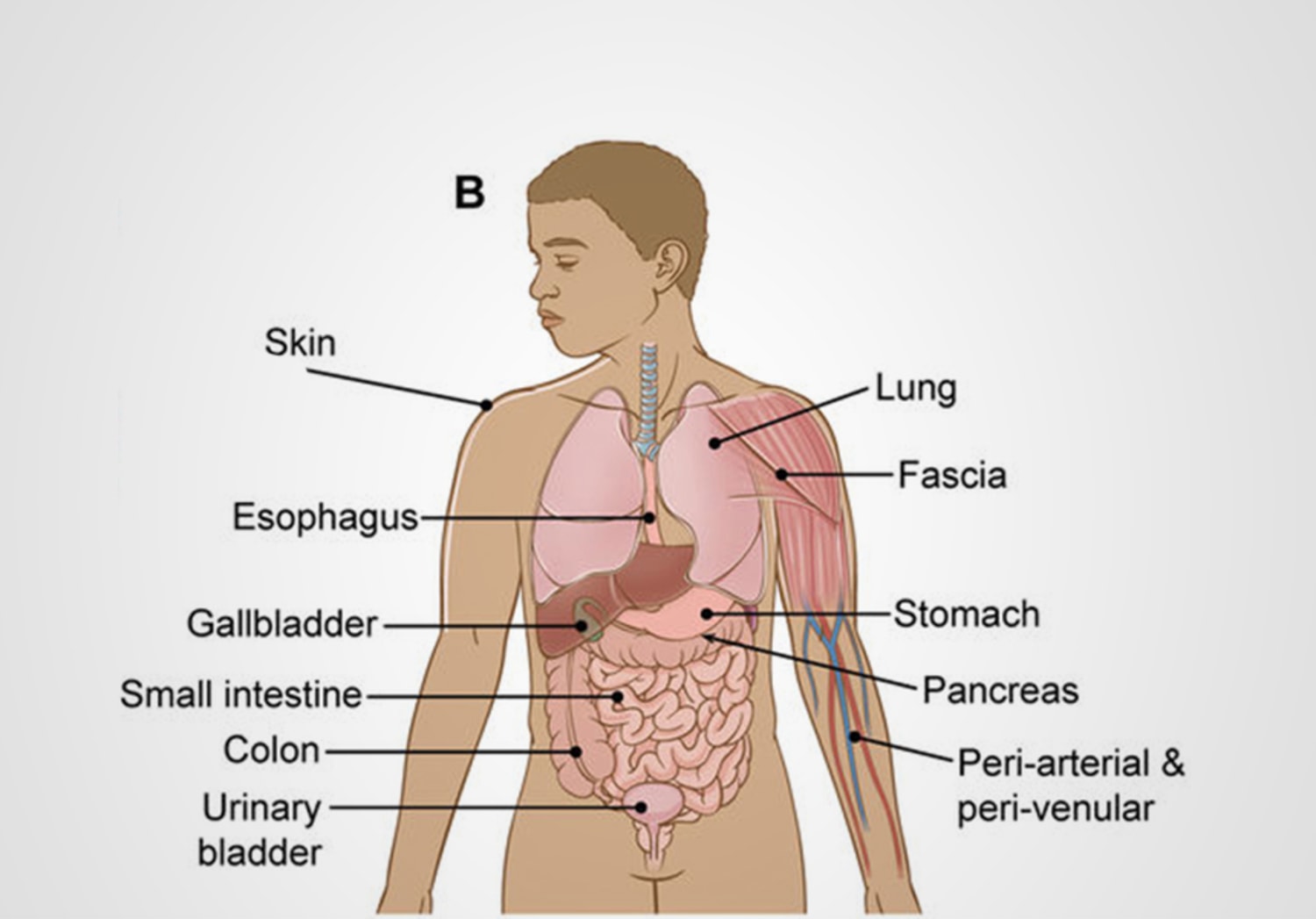 The Human Body Internal Organs Science Home School Learning Educational The Human Body Internal Organs Science Home School Learning Educational