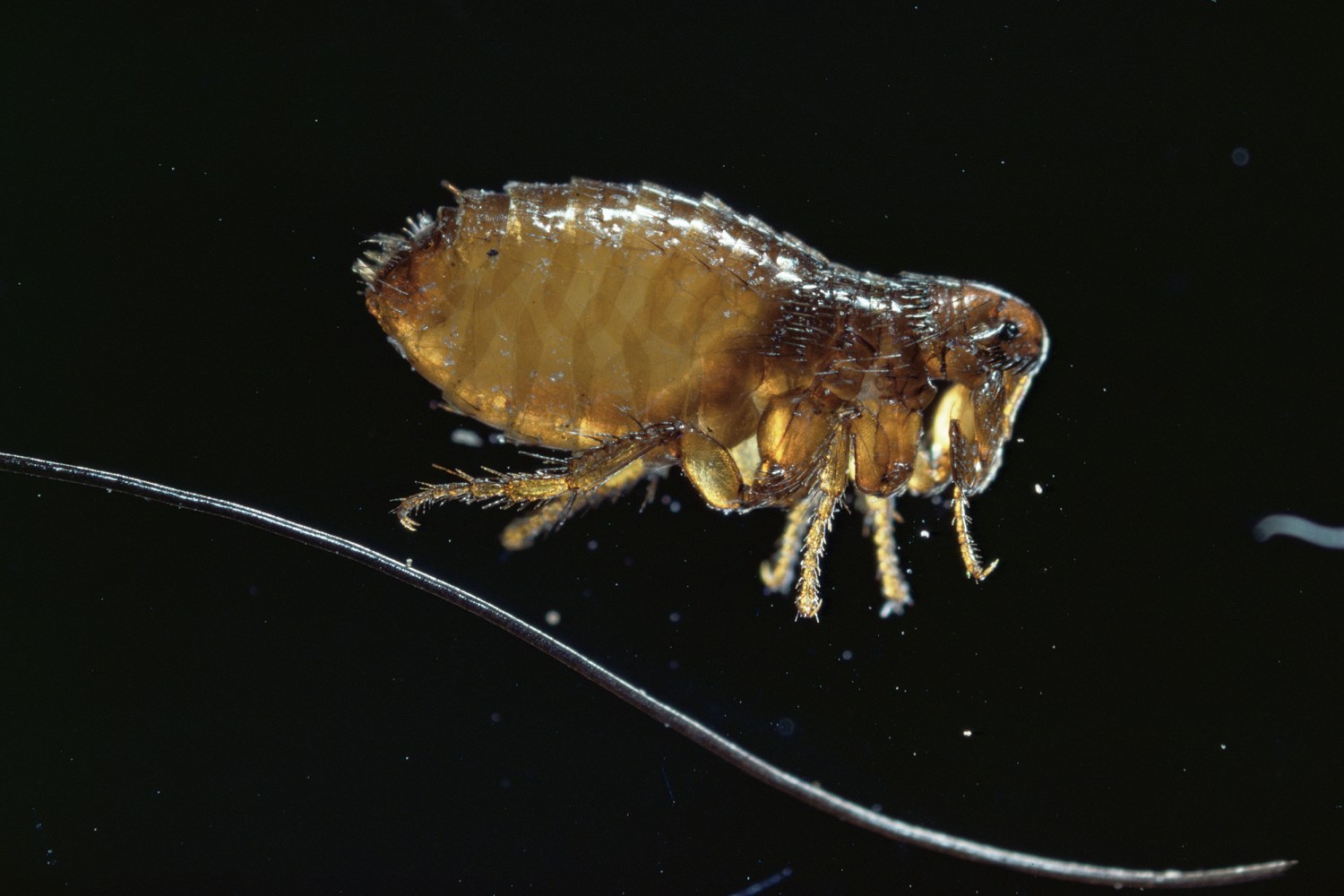 Epidemic Typhus The 1847 Typhus Epidemic In Canada — The