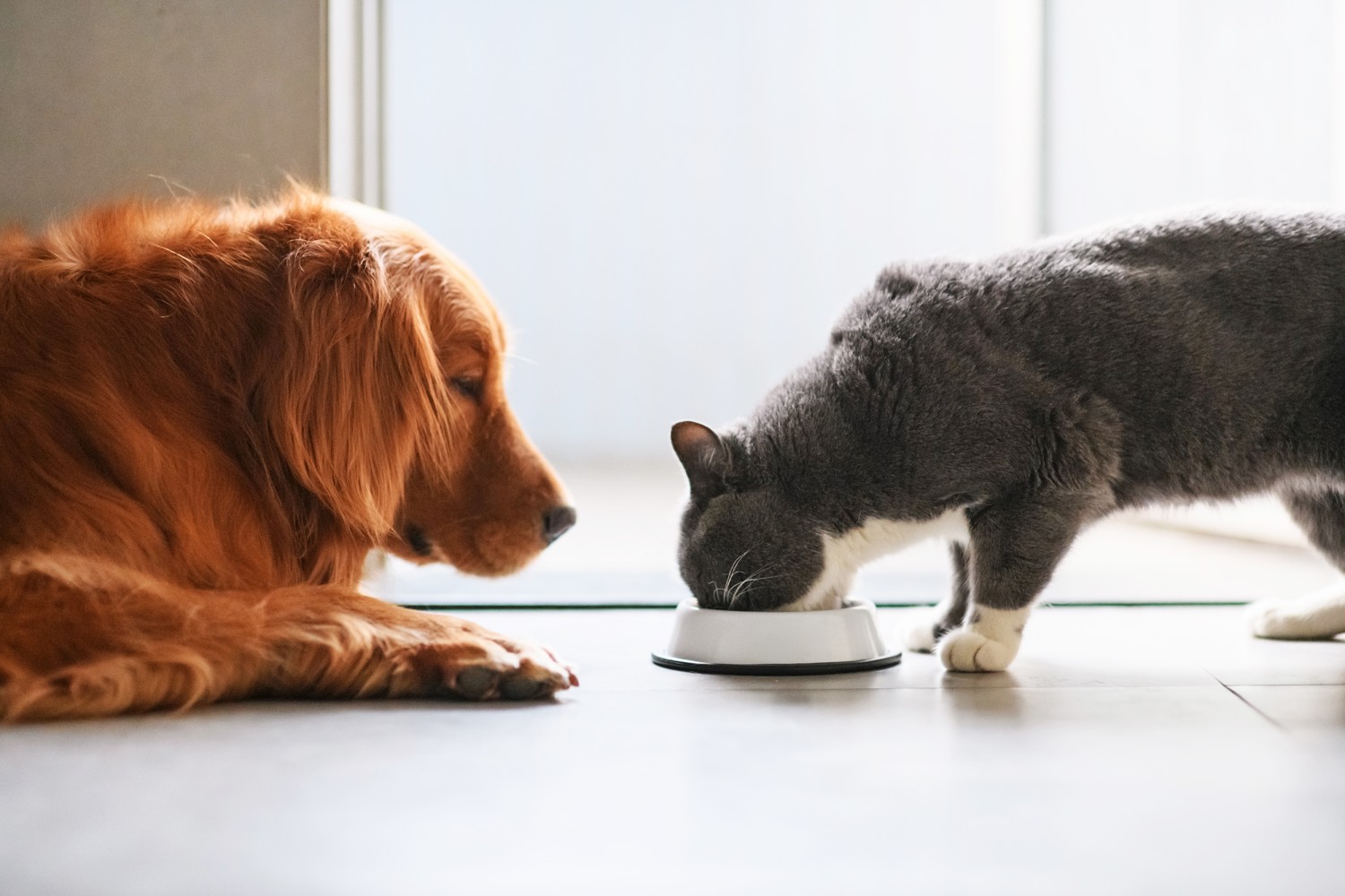 Should You Adopt A Young Puppy And Also A Kitty At The Same Time The Should You Adopt A Young Puppy And Also A Kitty At The Same Time The
