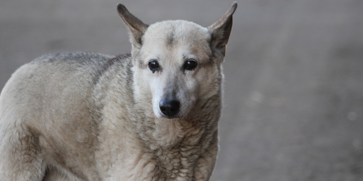 What Was The First Dog Ever Created