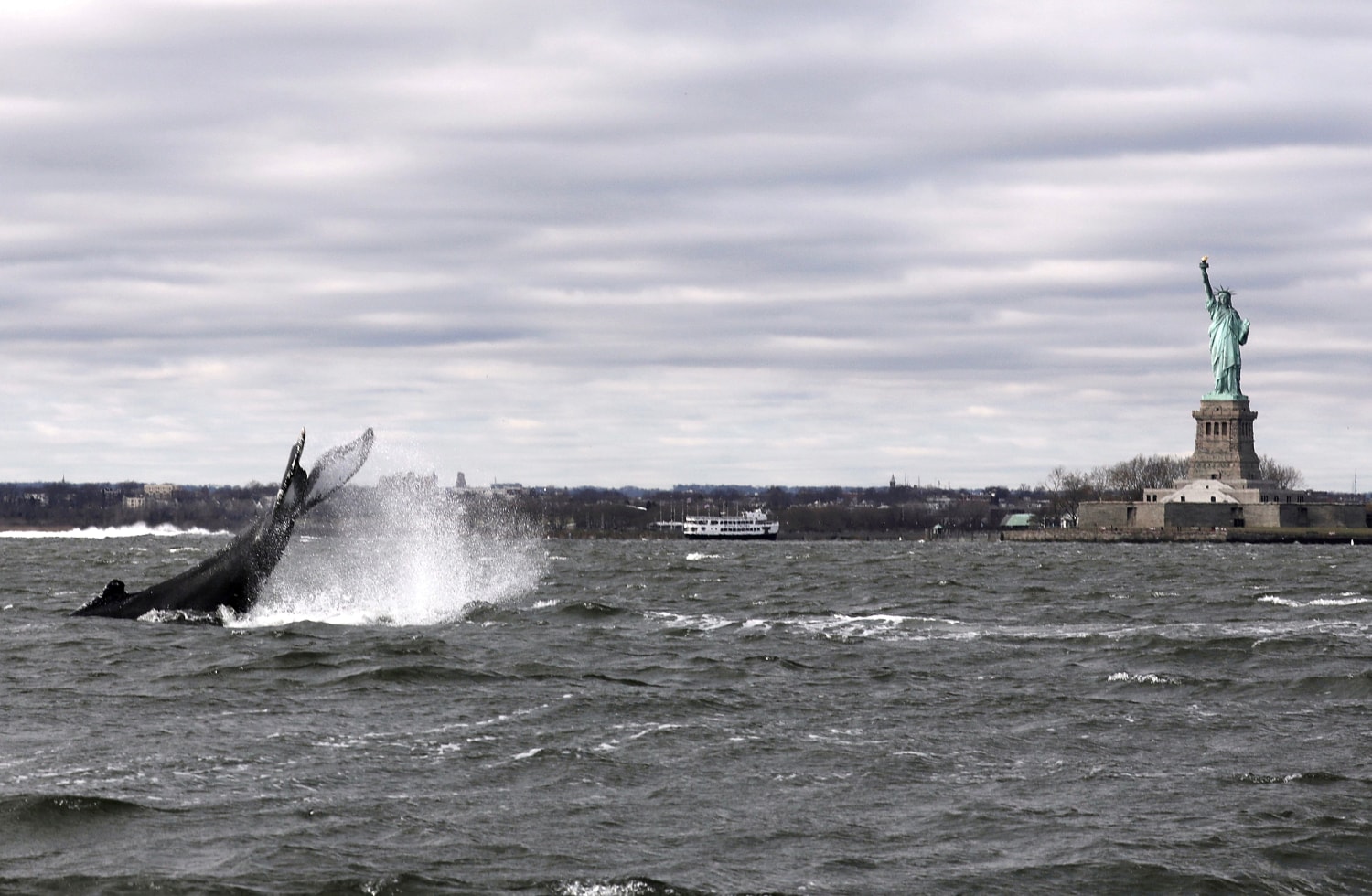 Humpback Whale Why Humpback Whales Protect Other Animals From Killer