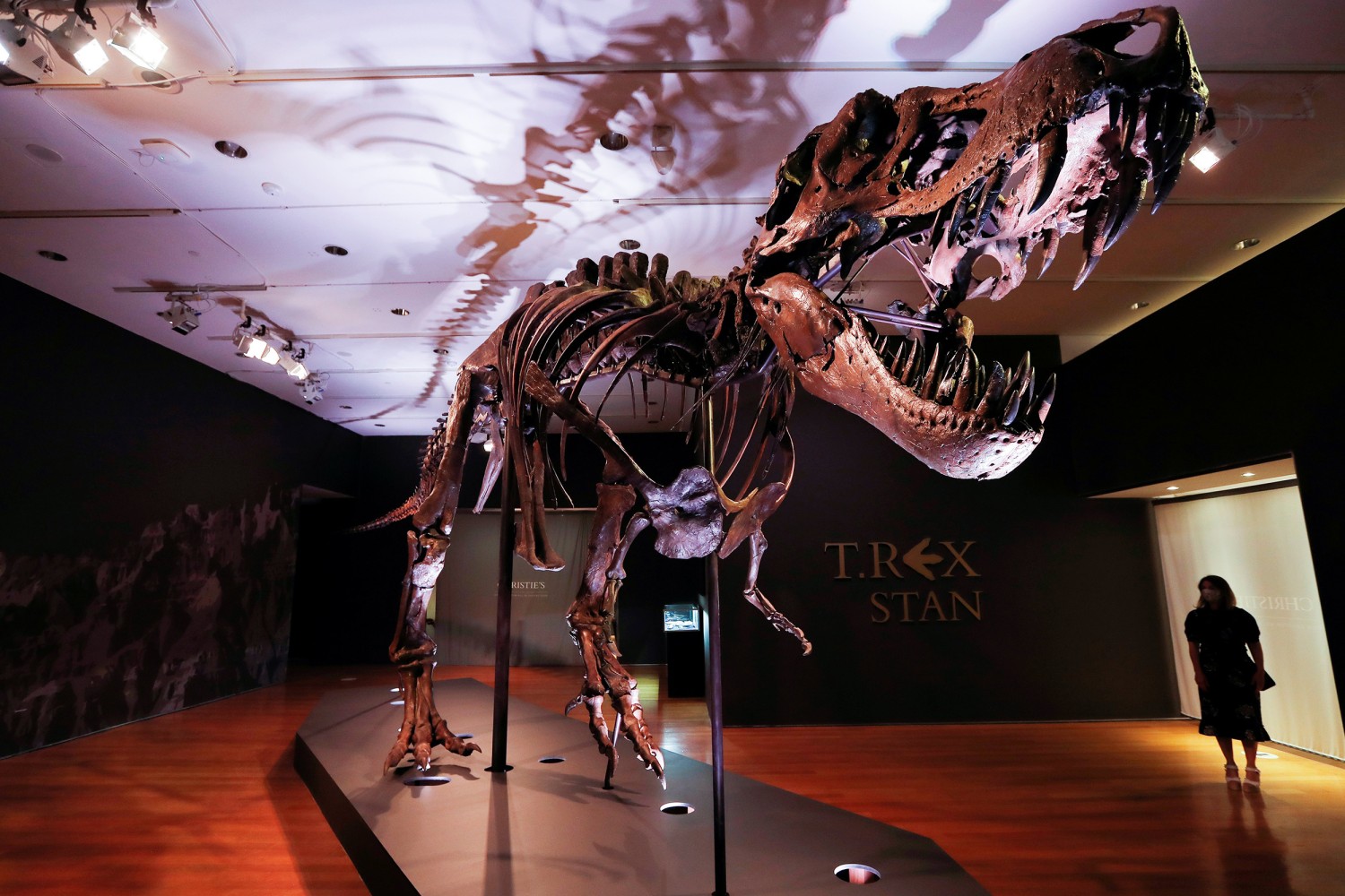 Stionsal Tyrannosaurus Rex Saor In Aisce, April: T. Rex Not As Smart