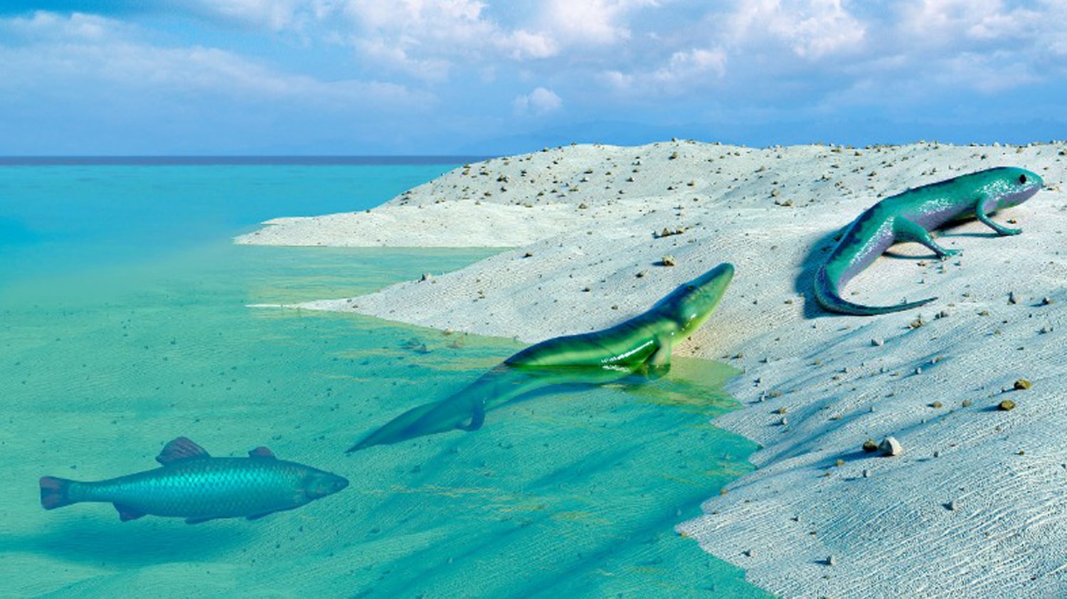 Evolución De Los Animales