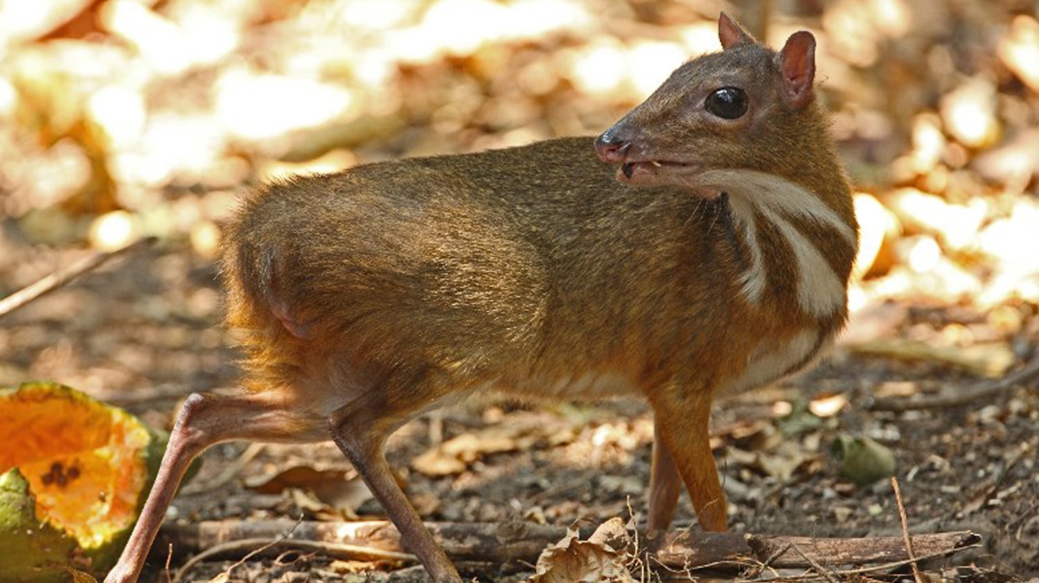 Imágenes De Ratones Ciervos Nace Un Ciervo Ratón En Bioparc