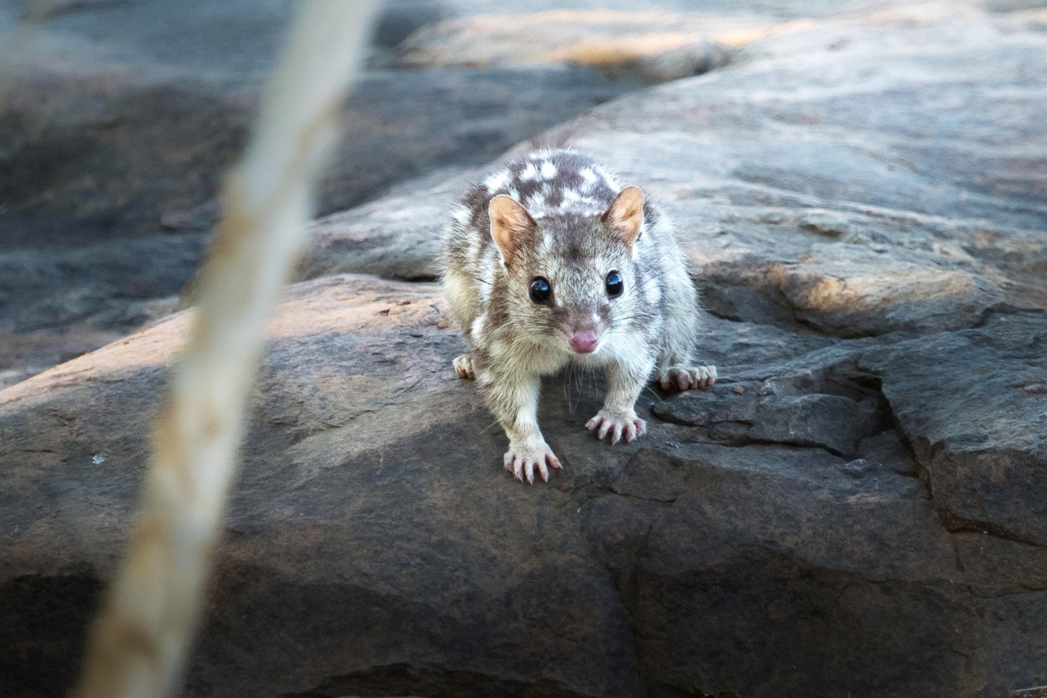 Quolls Have Been