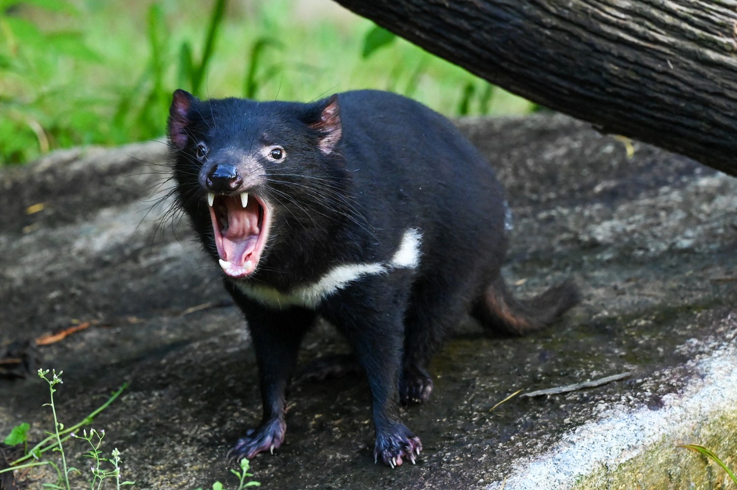 Australian Tasmanian Devil Tasmanian Devils May Survive Cancer Threat