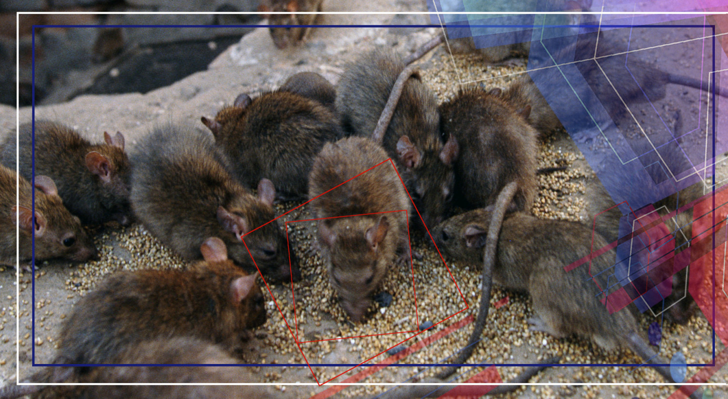 Exterminio De Ratones Y Ratas