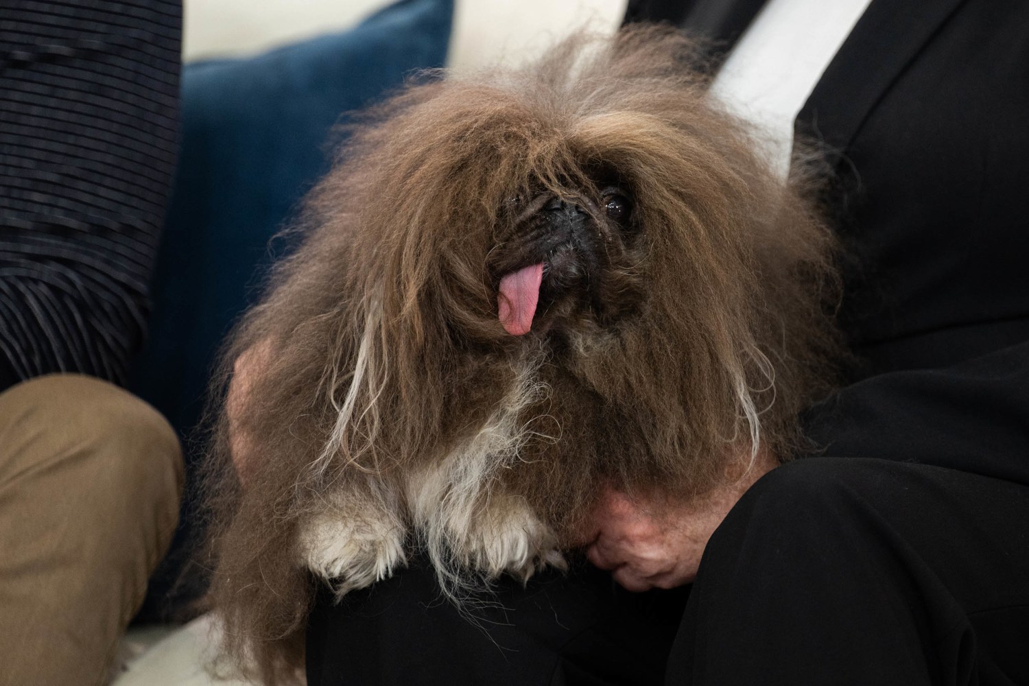Have You Met The Worlds Ugliest Dog Trending Gallery Newsthe