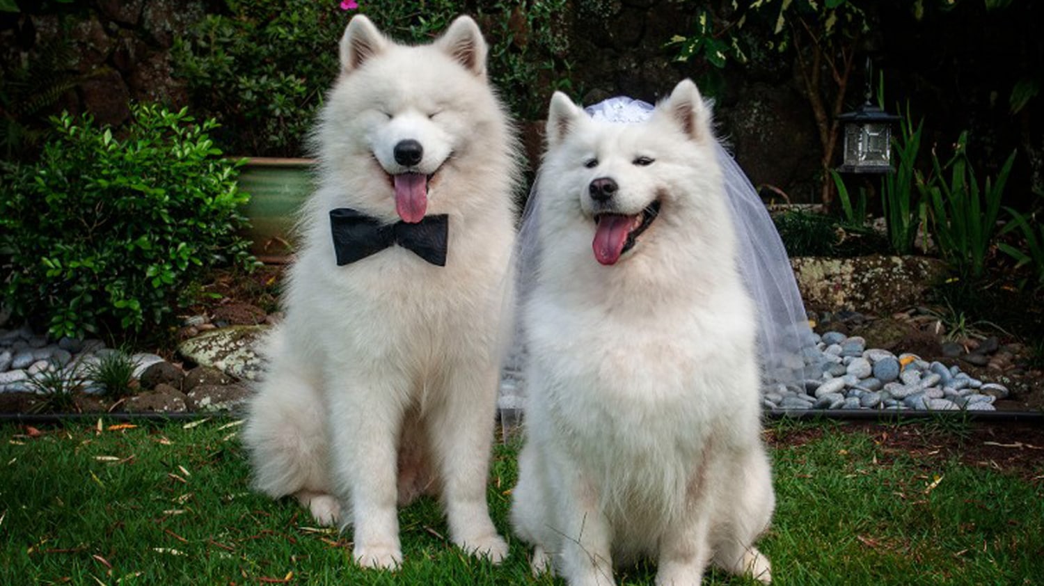 Boda De Perros De La Libertad