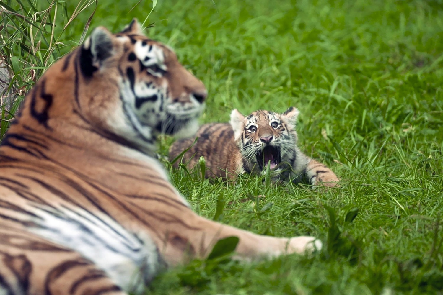 Bengal Tiger Cubs Playing