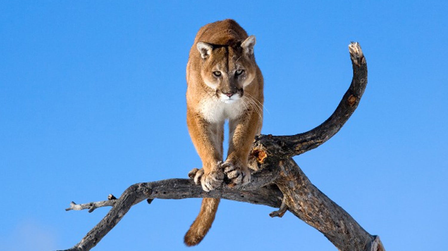 Puma Atacando A Un Caballo Página 2 | Imágenes De Puma Atacando