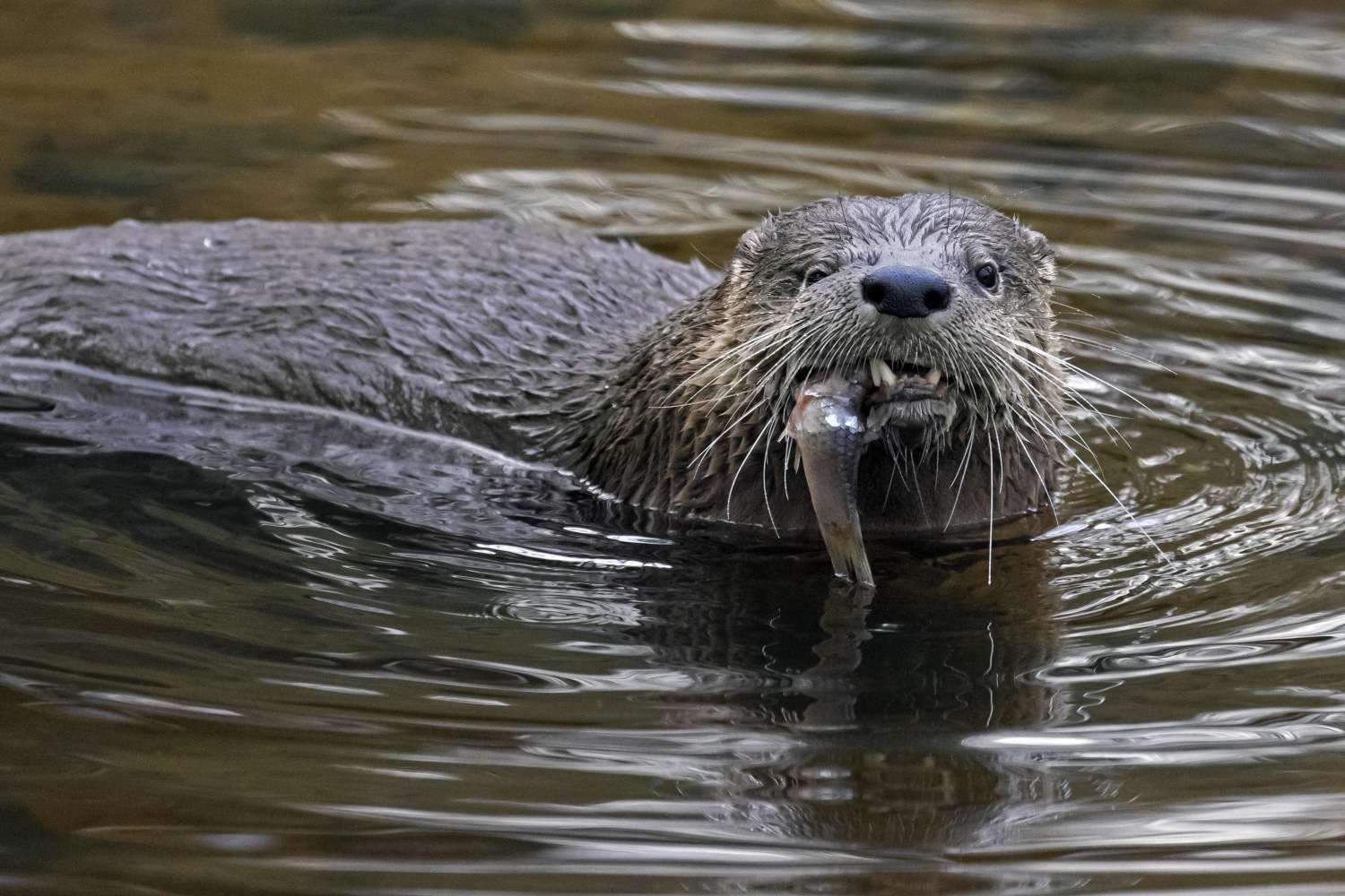 Otter Attacks Boy