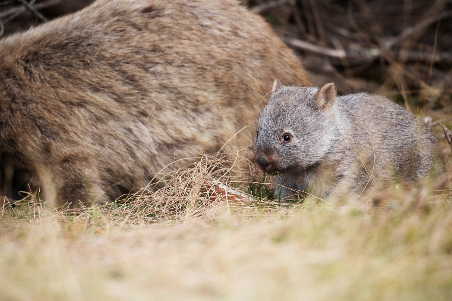 Baby Wombats Orphaned Wombats Headed To The Zoo