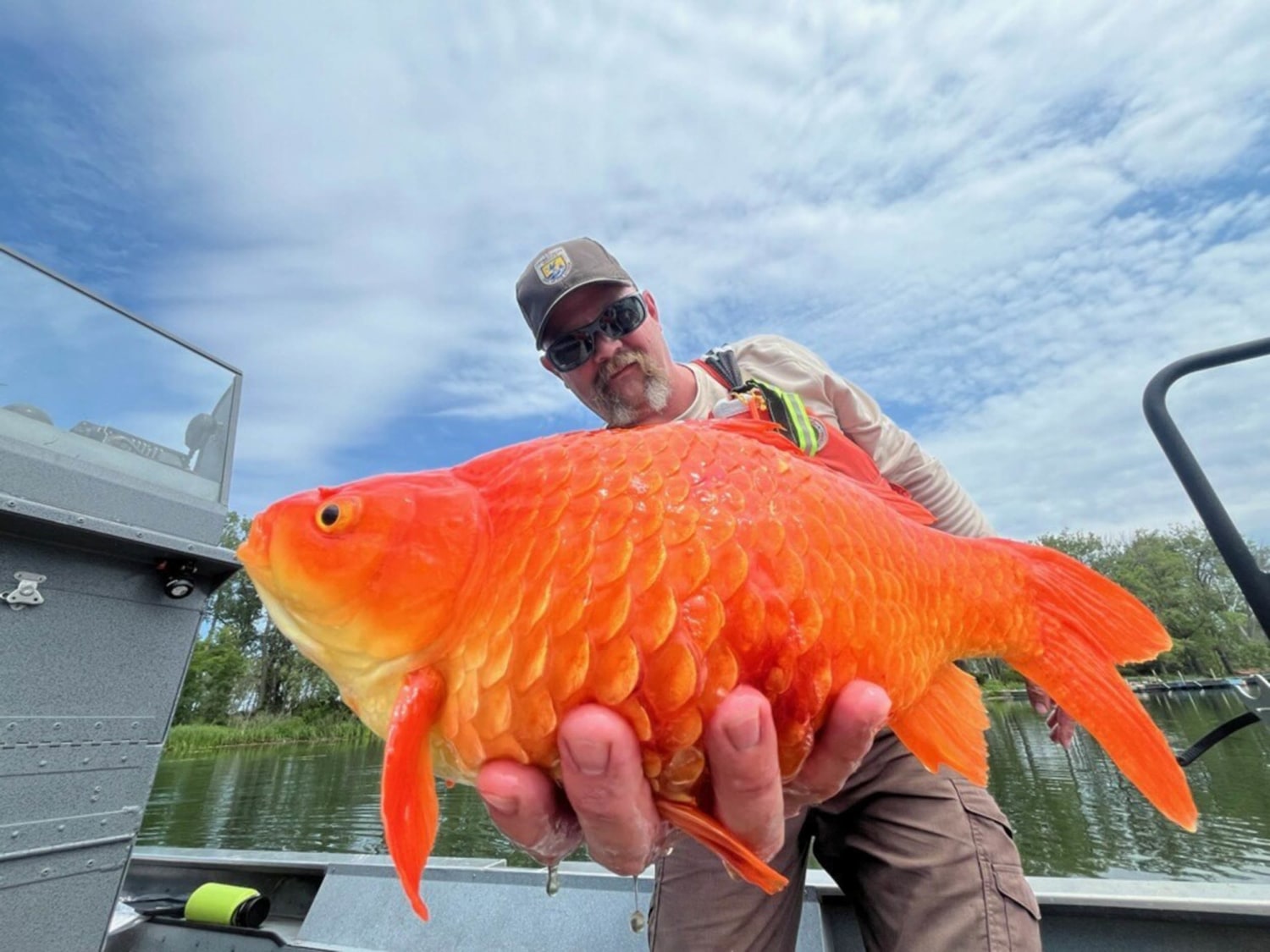 Pin Giant Goldfish On Myths Vs Reality | After A 25 Minute Battle, UK