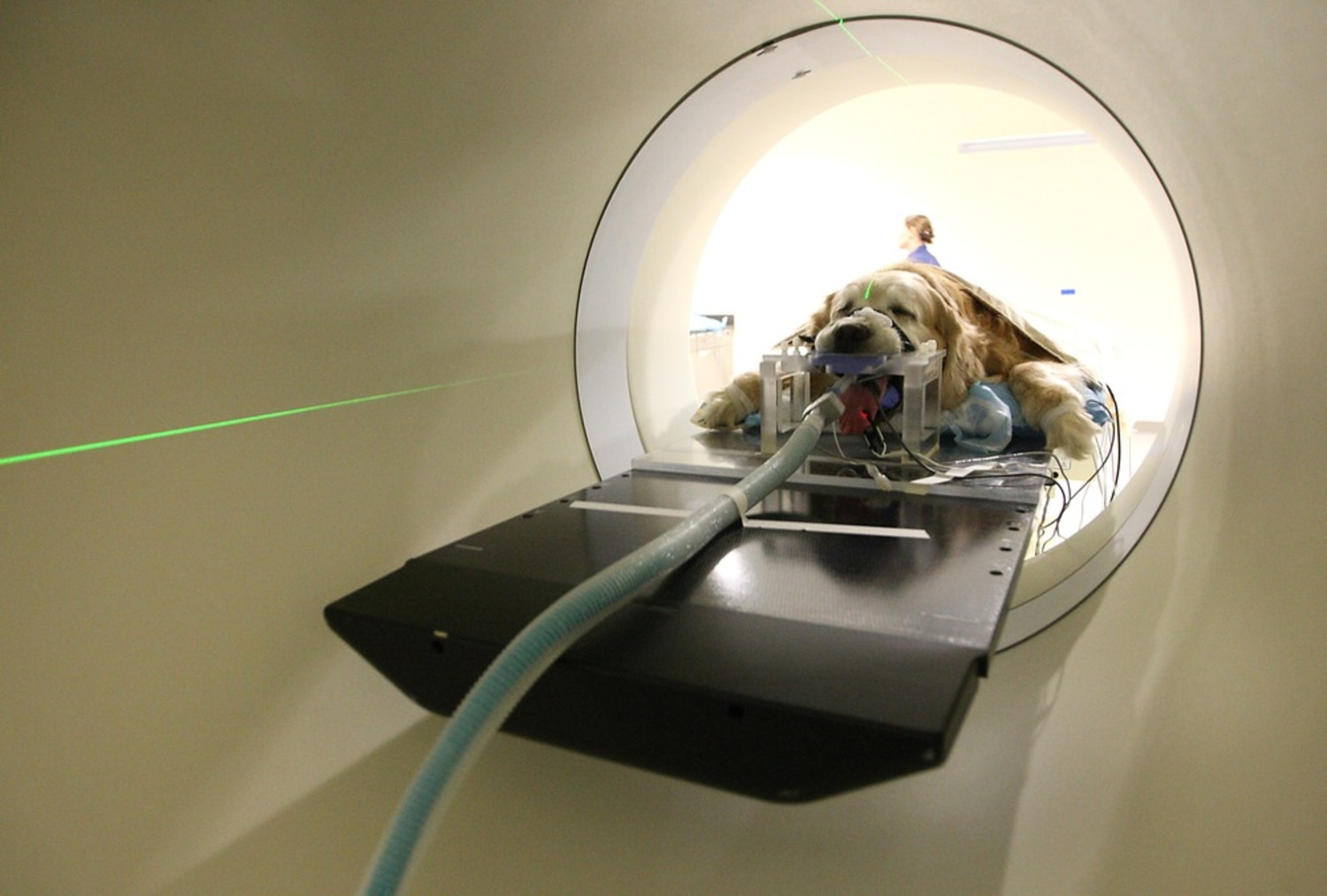 How Much Does Radiation Therapy Cost For Dogs