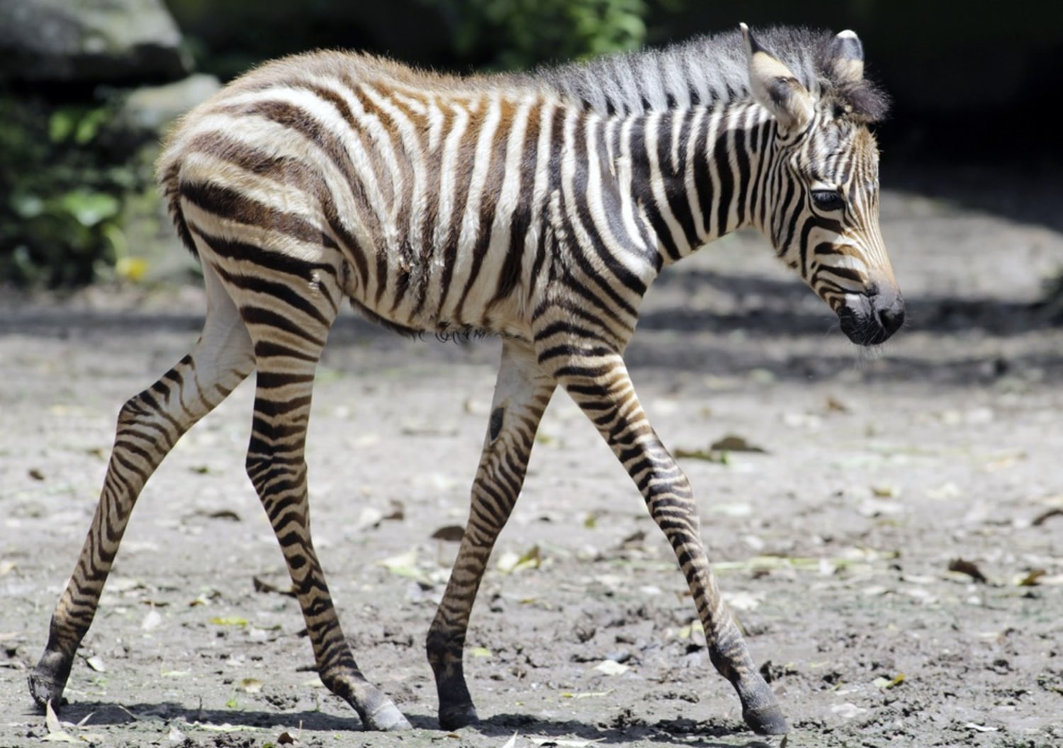 Bebe Zebra Marwell Zoo, Hampshire, Announces Birth Of 'gorgeous' New