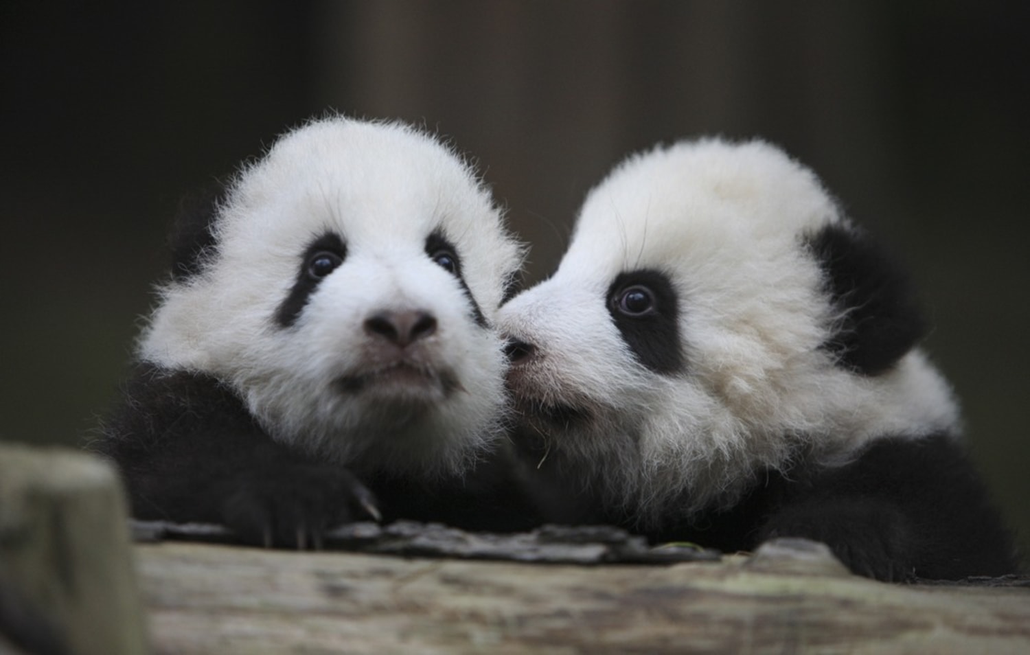 Pandas Dearg Cuddling