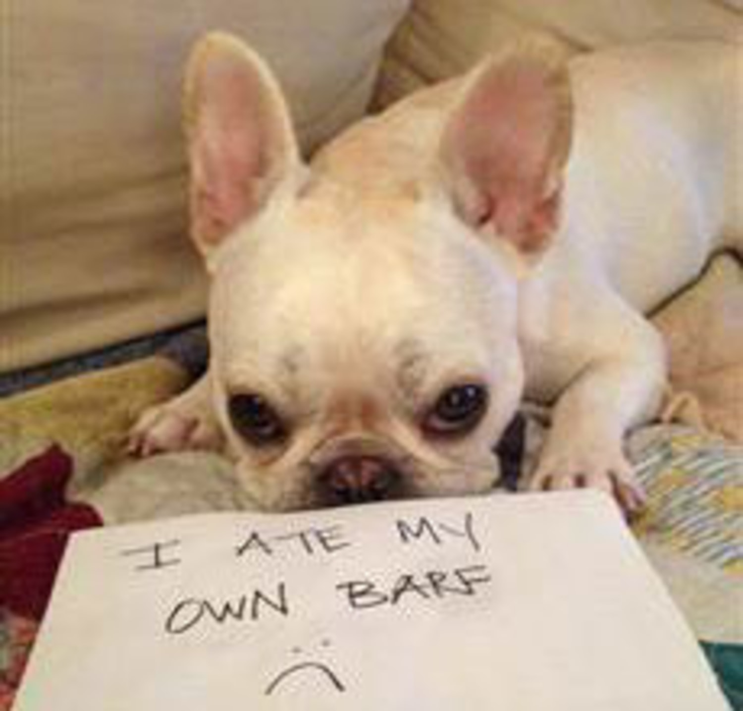 dog shaming