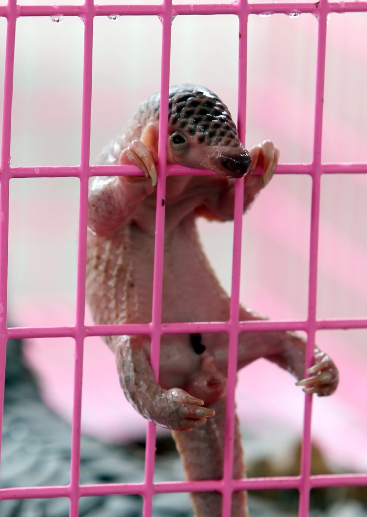 Newborn Pangolin What Is A Pangolin? Pangolin Animal Facts & Pangolin