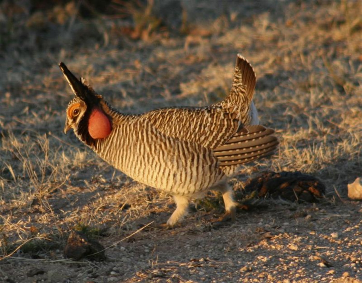 endangered chicken
