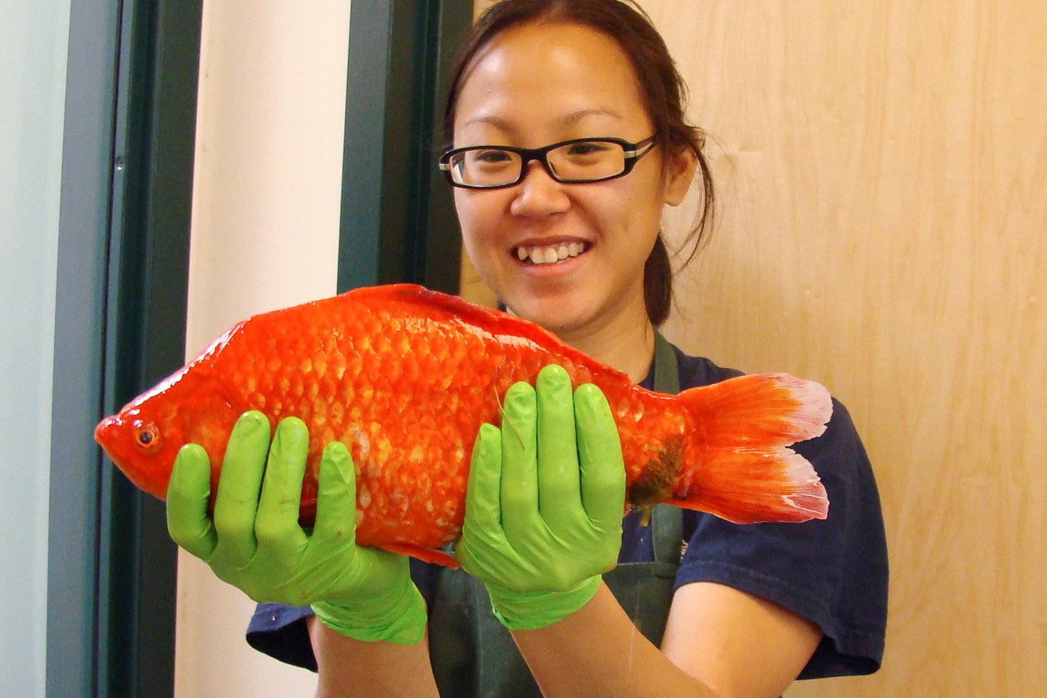 Whoa 4 pound goldfish found in Lake Tahoe