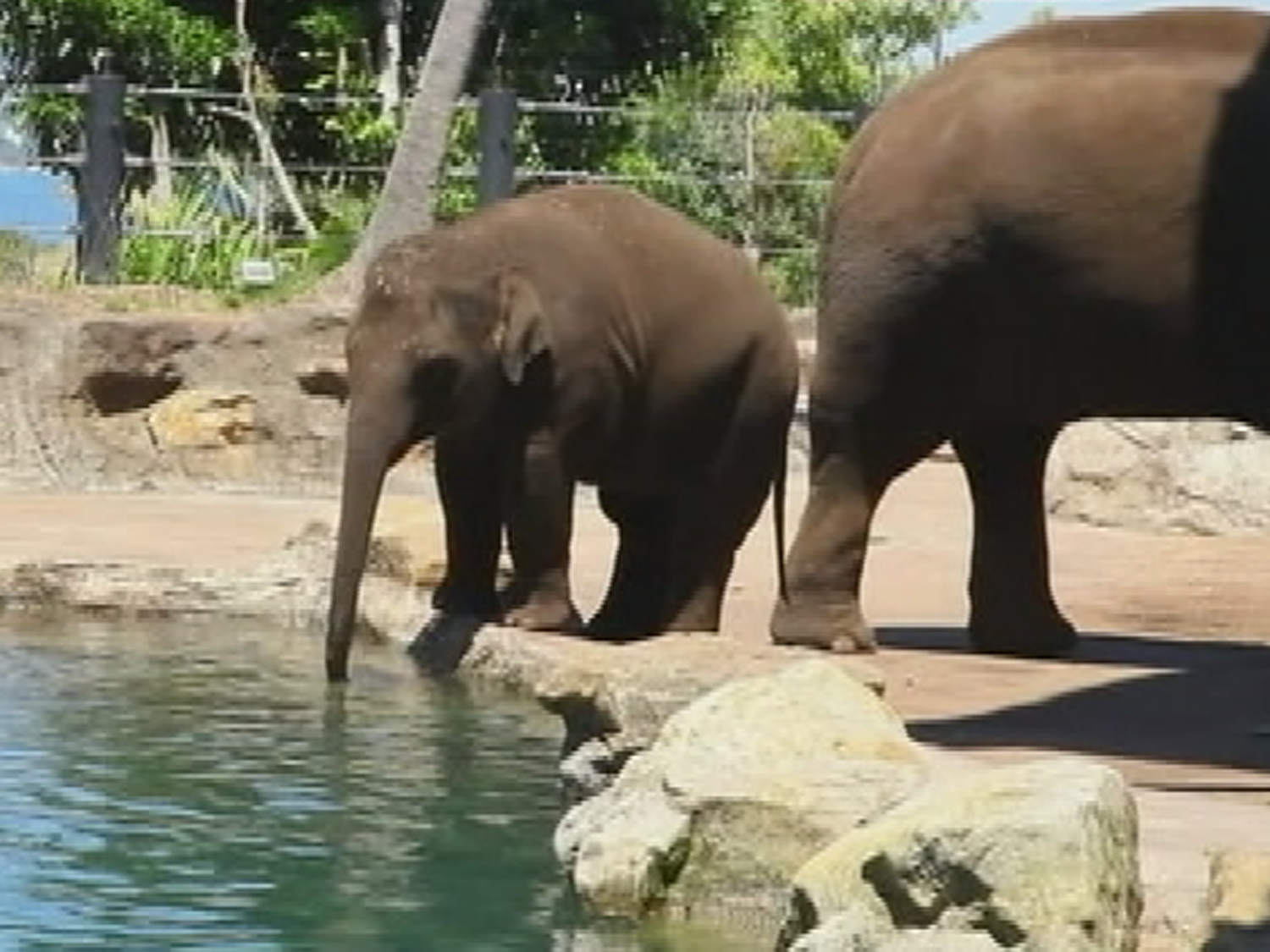 elephant attacks keeper