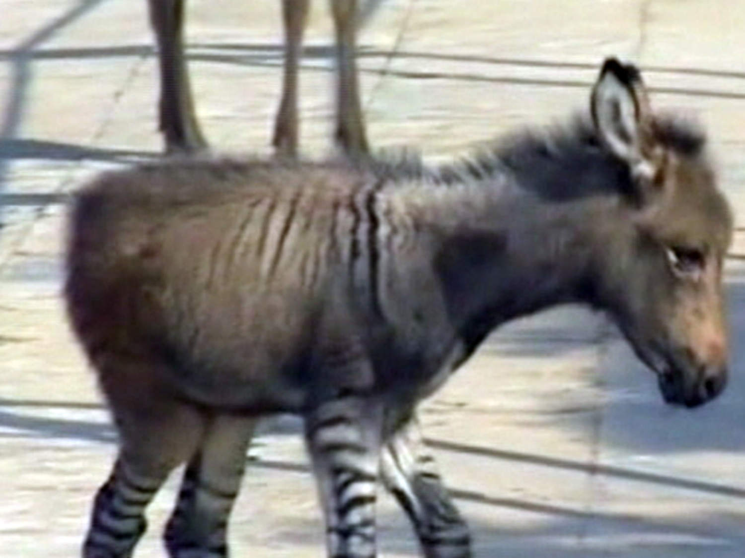 half zebra donkey