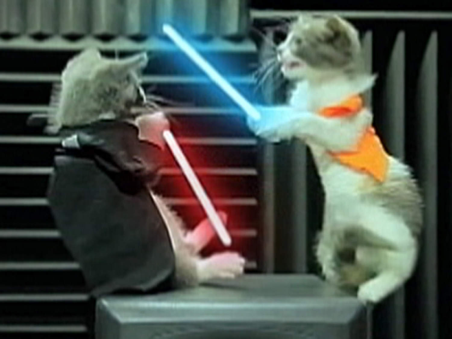 kittens with lightsabers