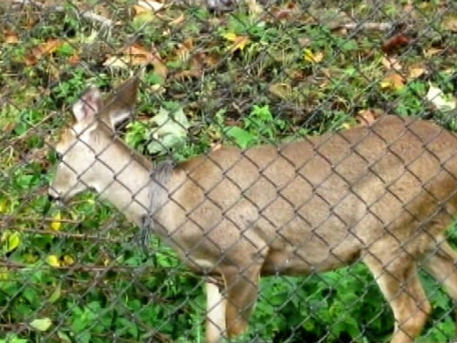 deer testicles barbed wire