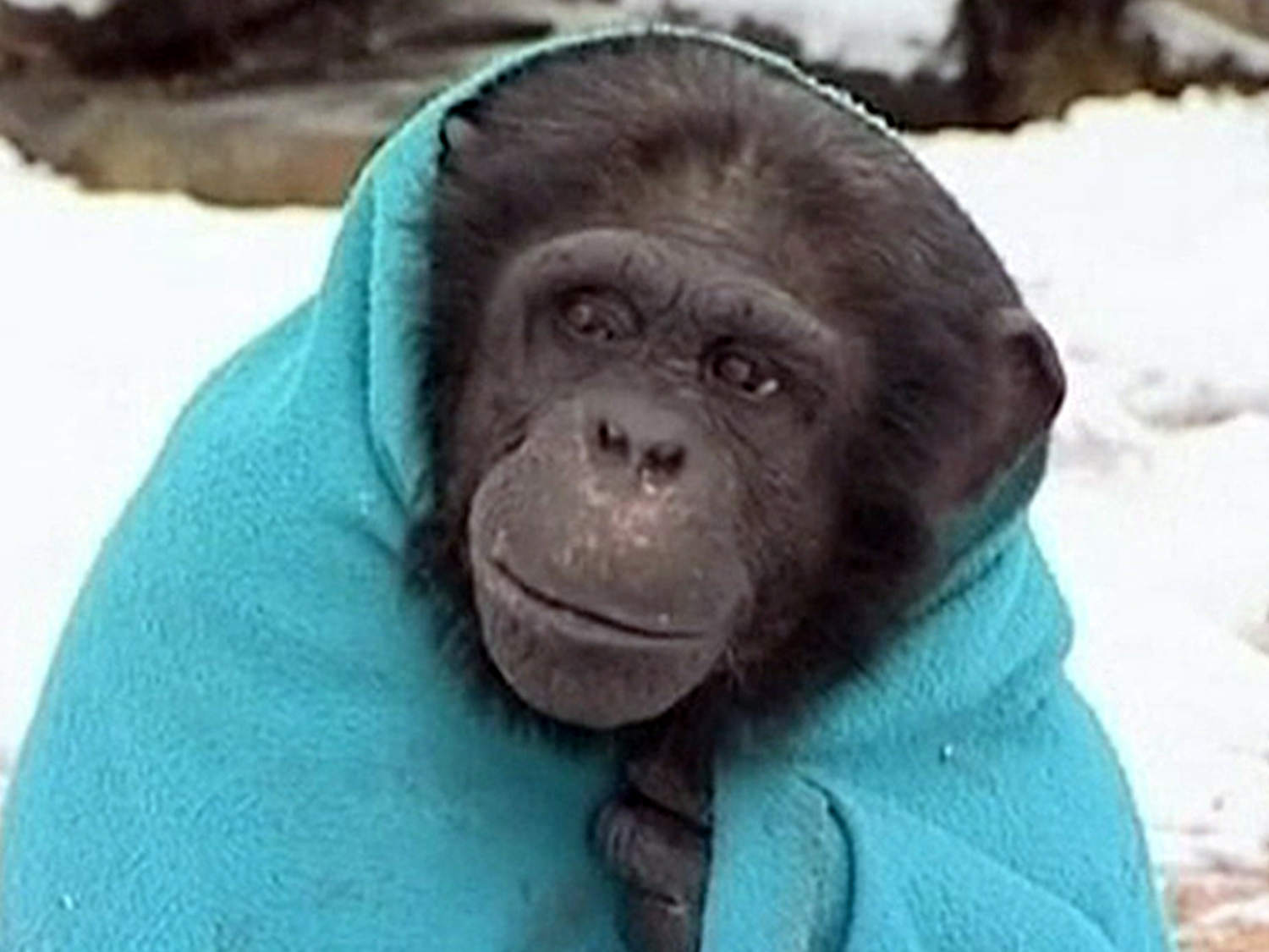 cold monkey in jacket