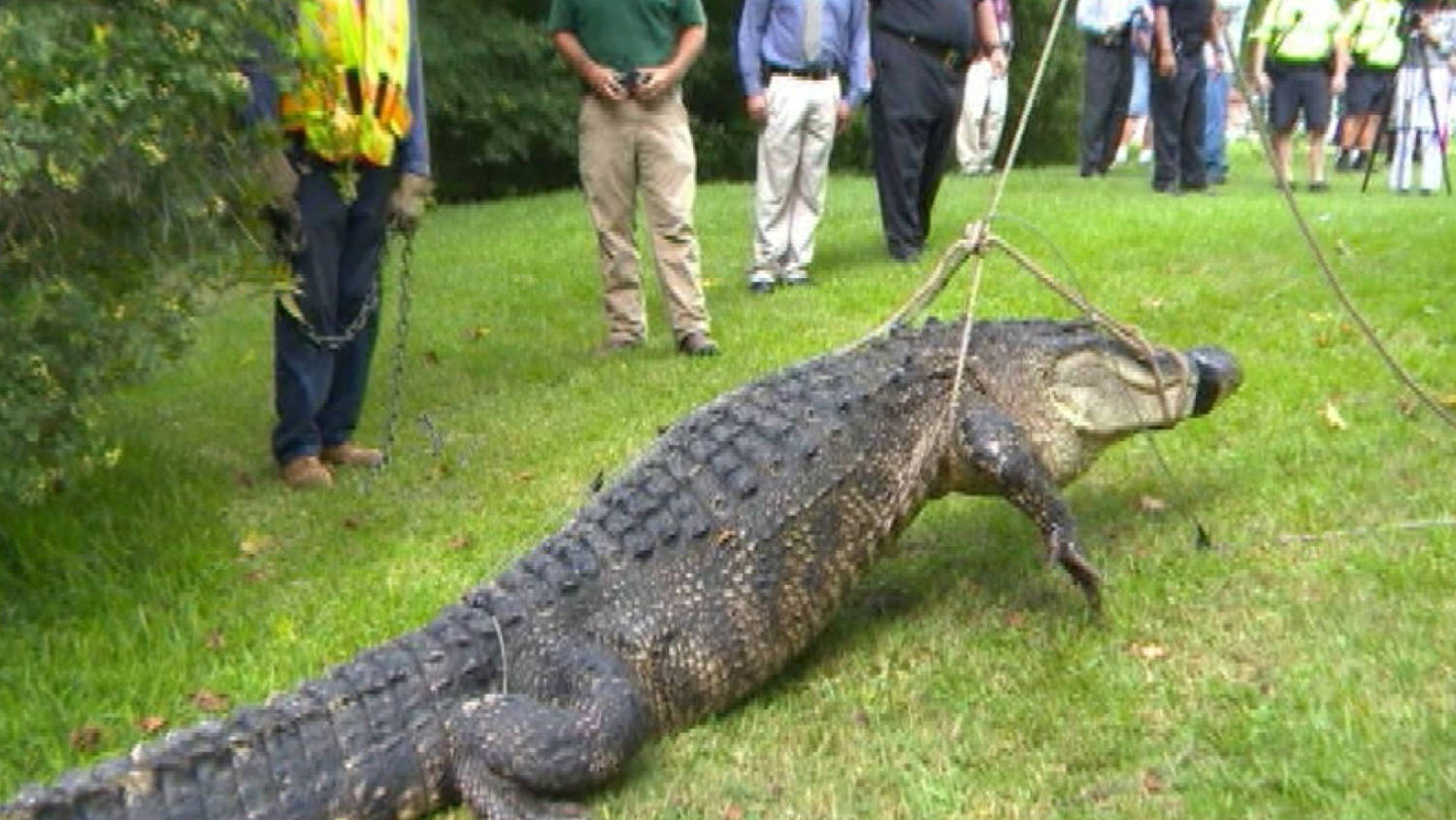 alligator eats barking dog