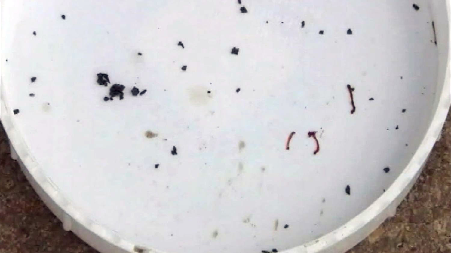 Worms That Live In Water Polychaete Marine Worm #annelid #annelid