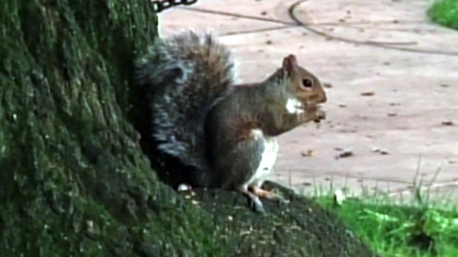 rabid squirrel attack