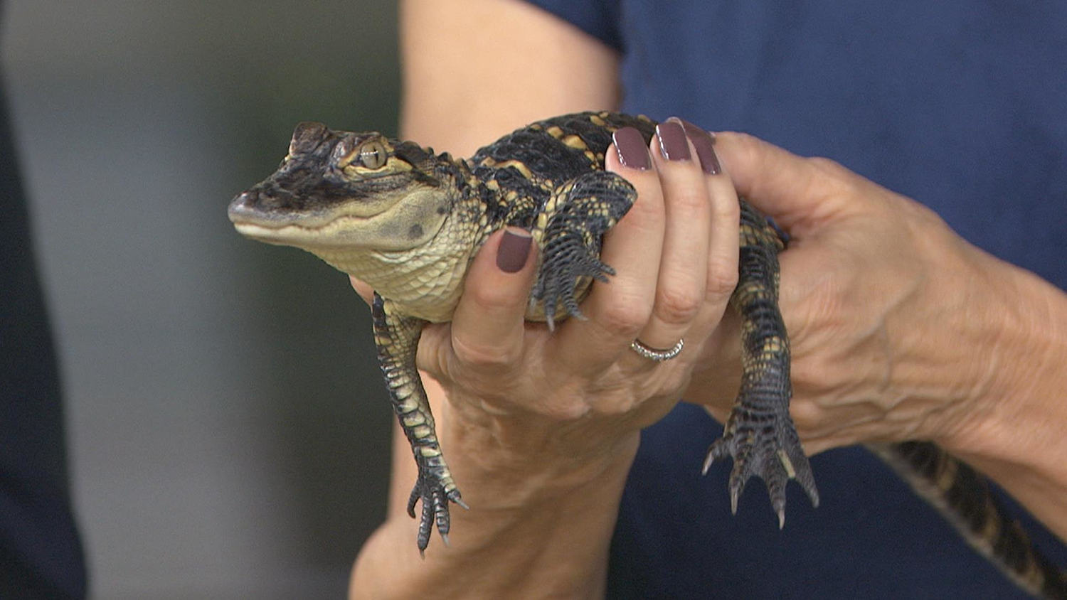 alligator lizard pet
