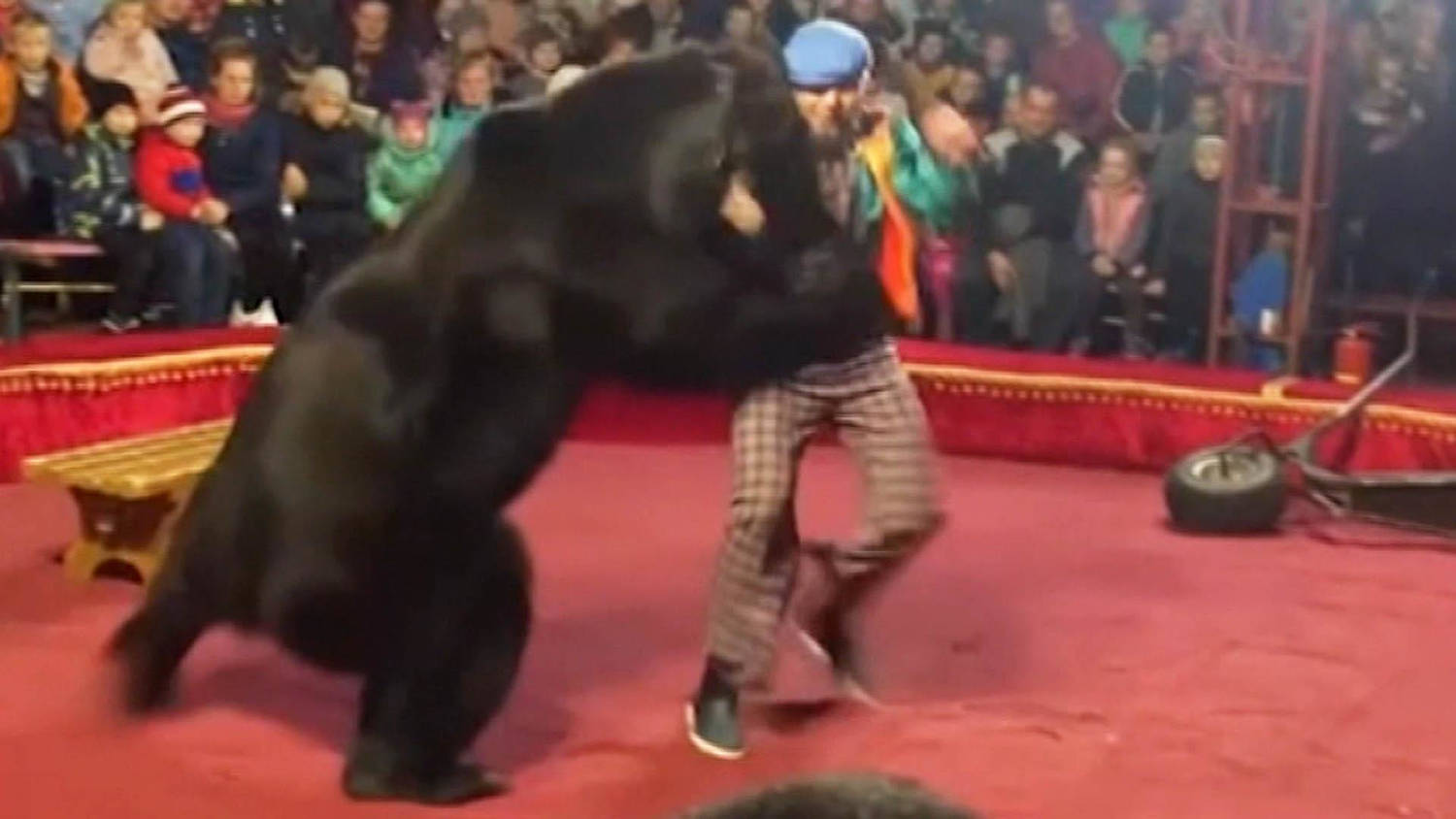 bear attack russian circus