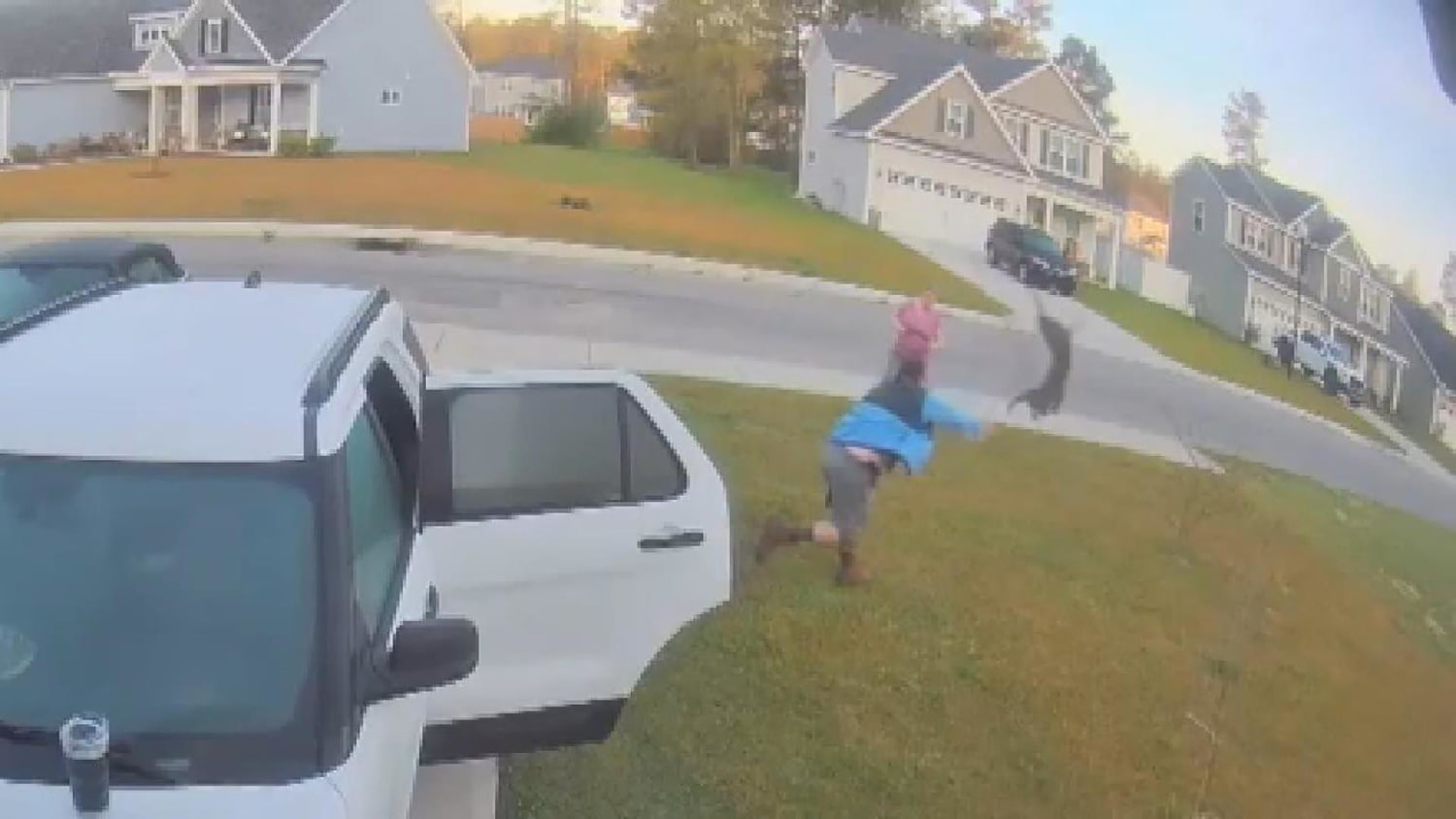 rabid bobcat attack dog