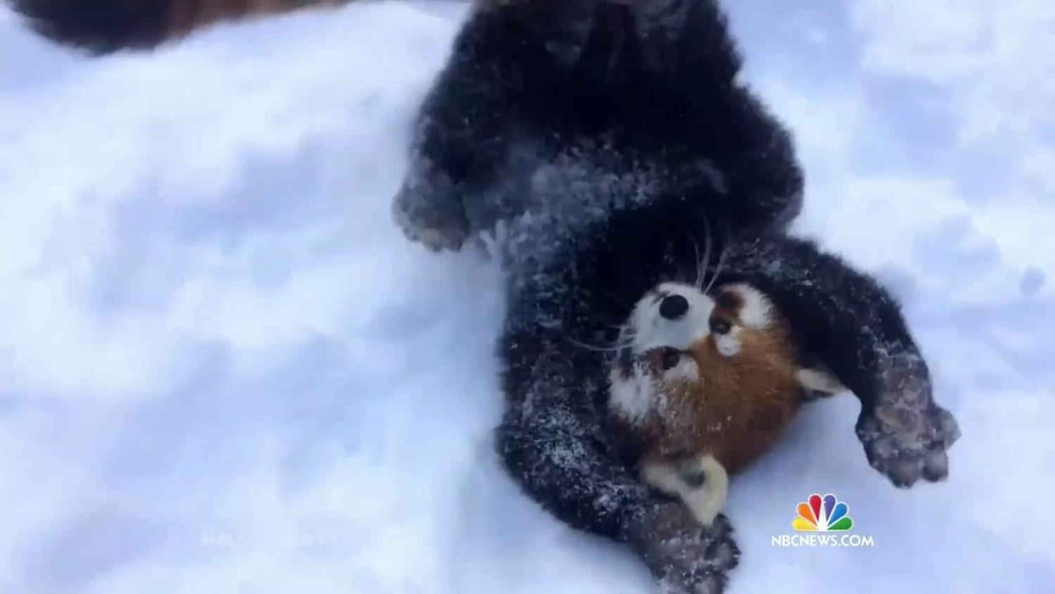 playing red panda