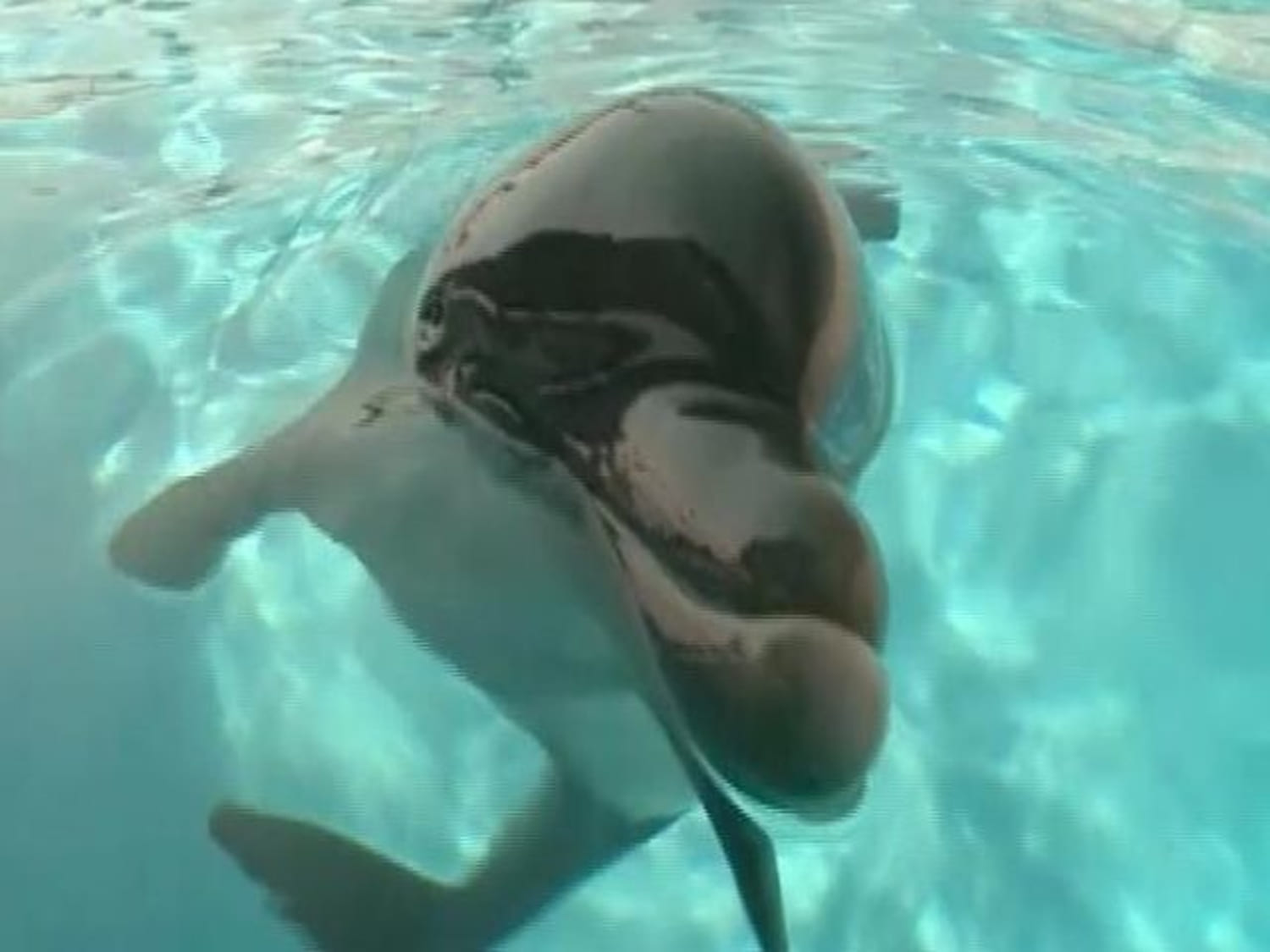 dolphin killing itself