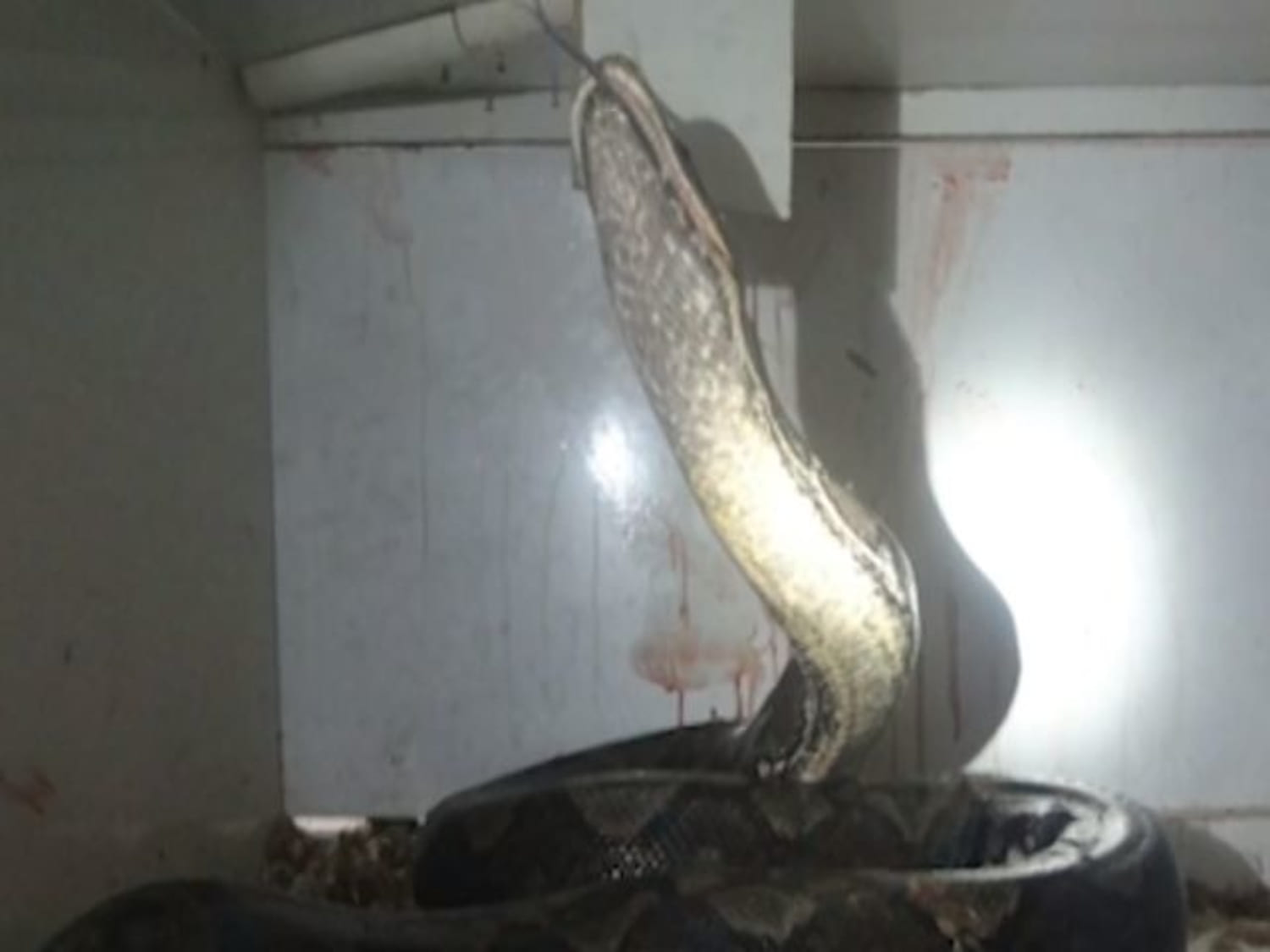 woman being strangled by python