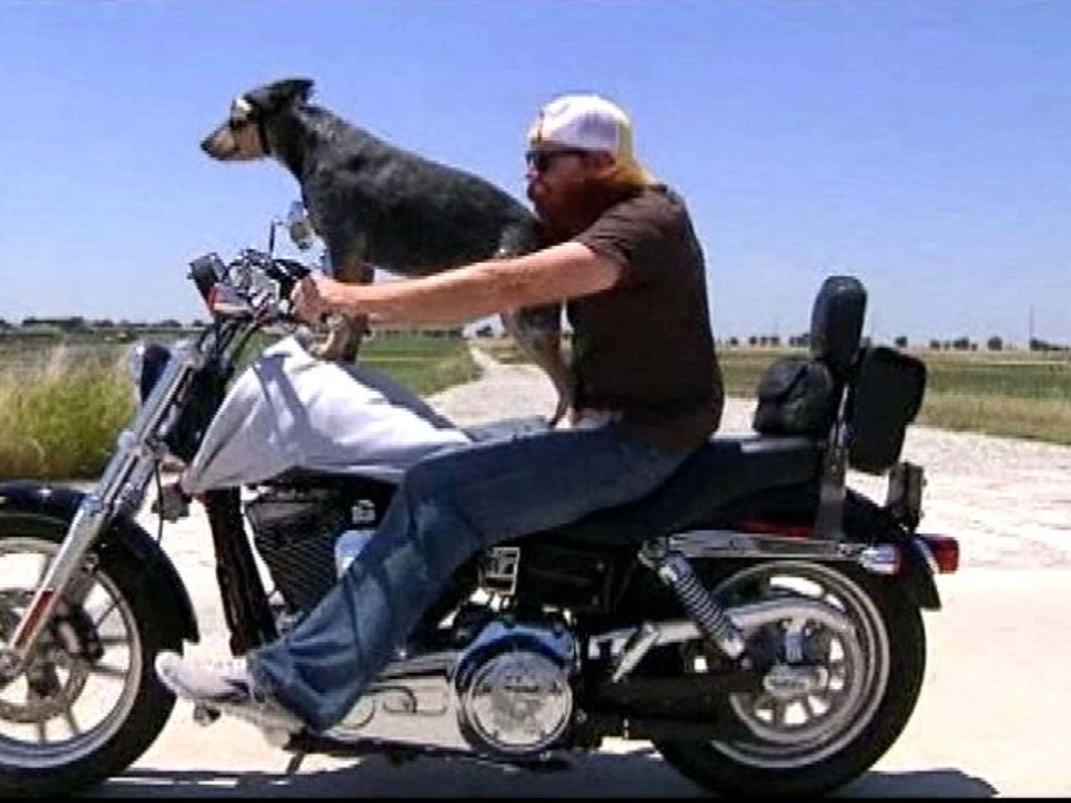 dog riding