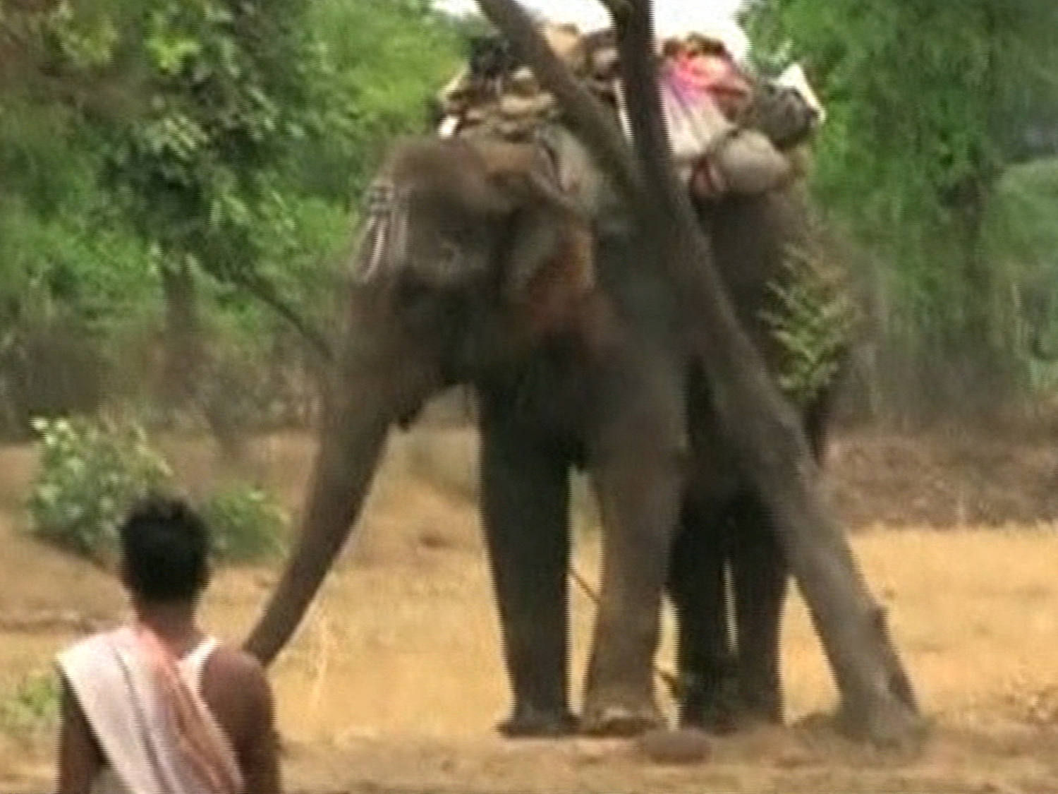 indian elephant handler