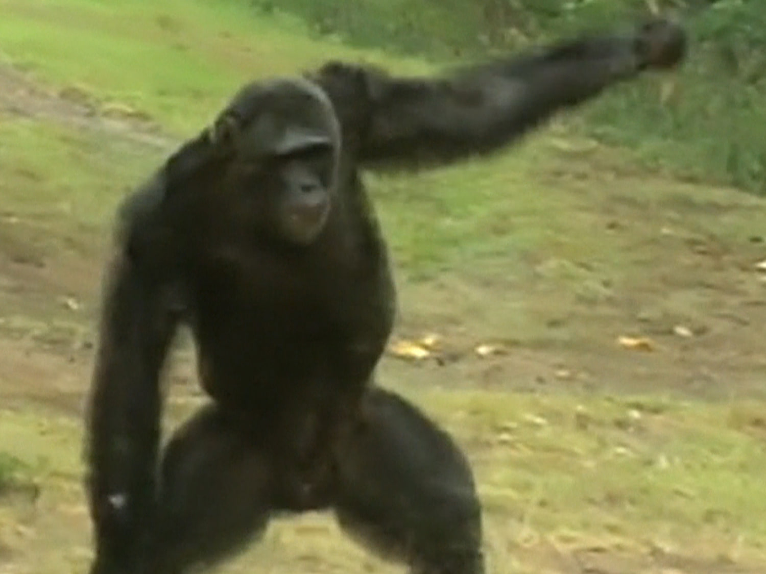 dancing chimp gif
